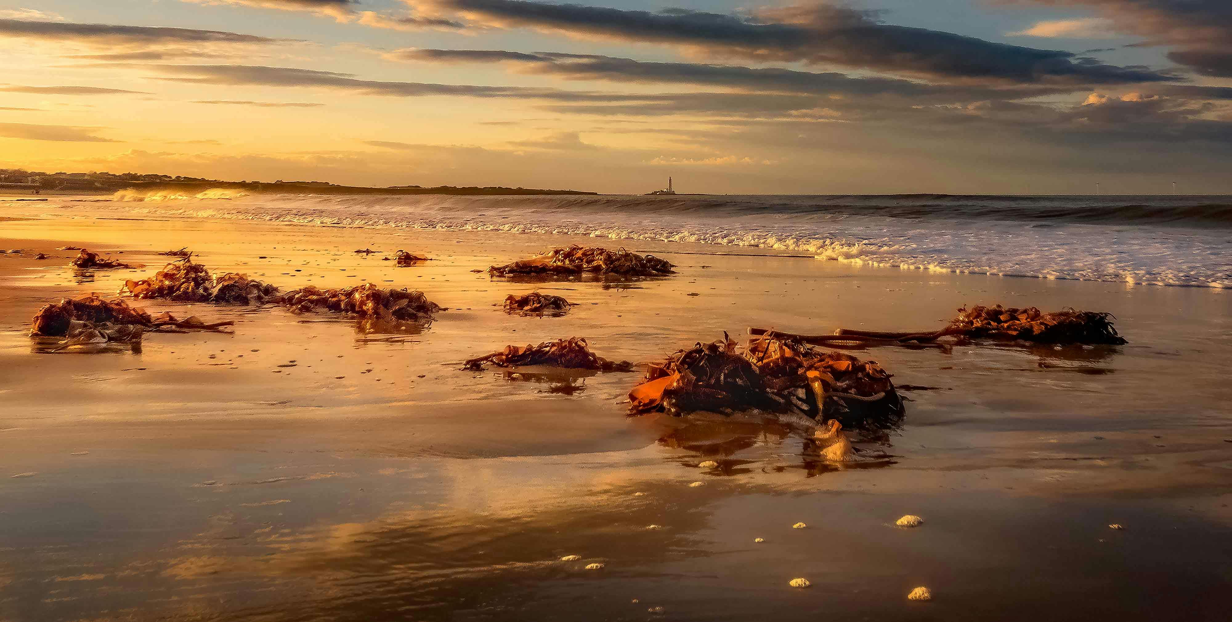 A Person Holding Brown Boal · Free Stock Photo