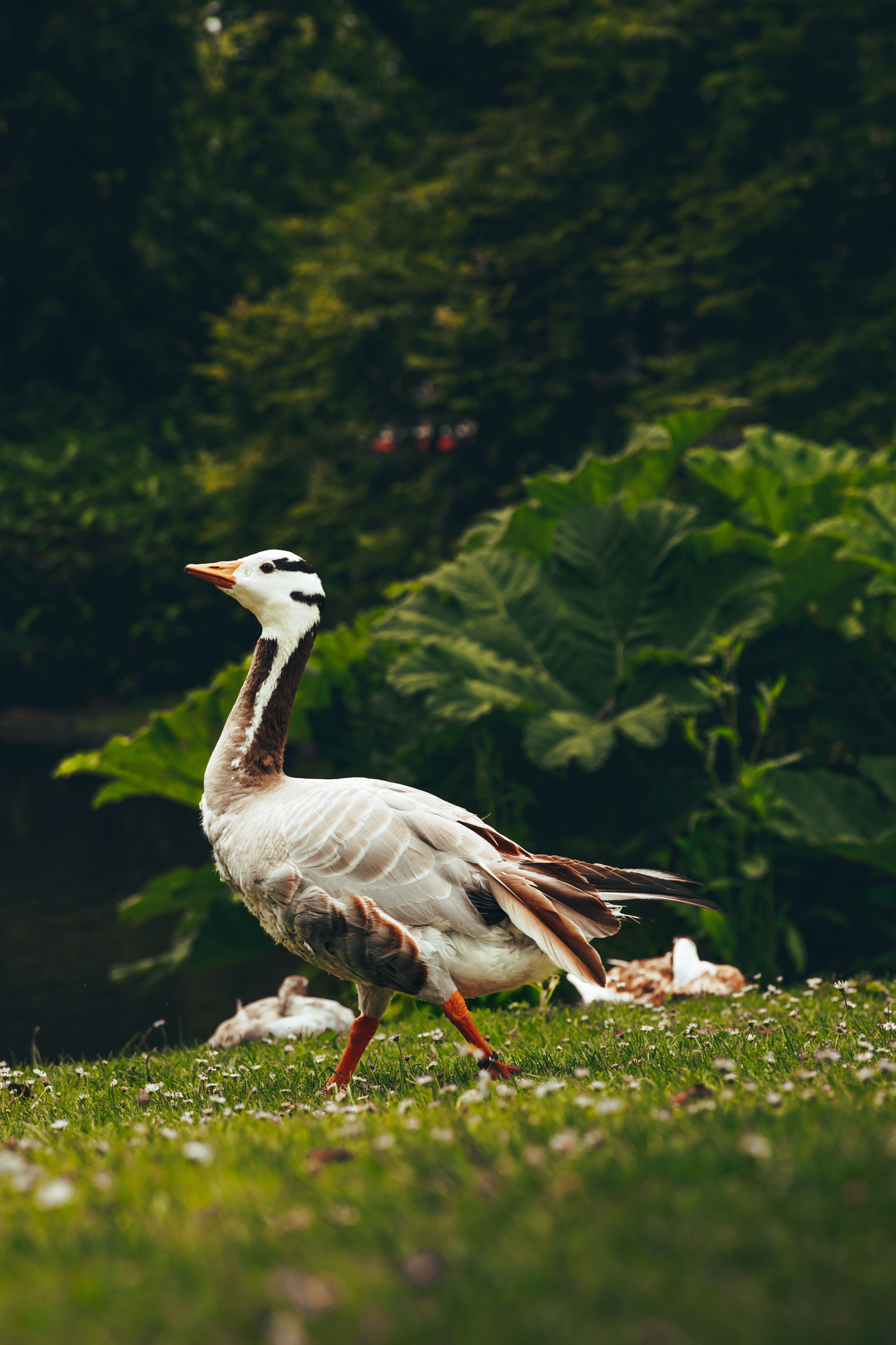 Bar-Headed Goose Walking on a Grass Field · Free Stock Photo