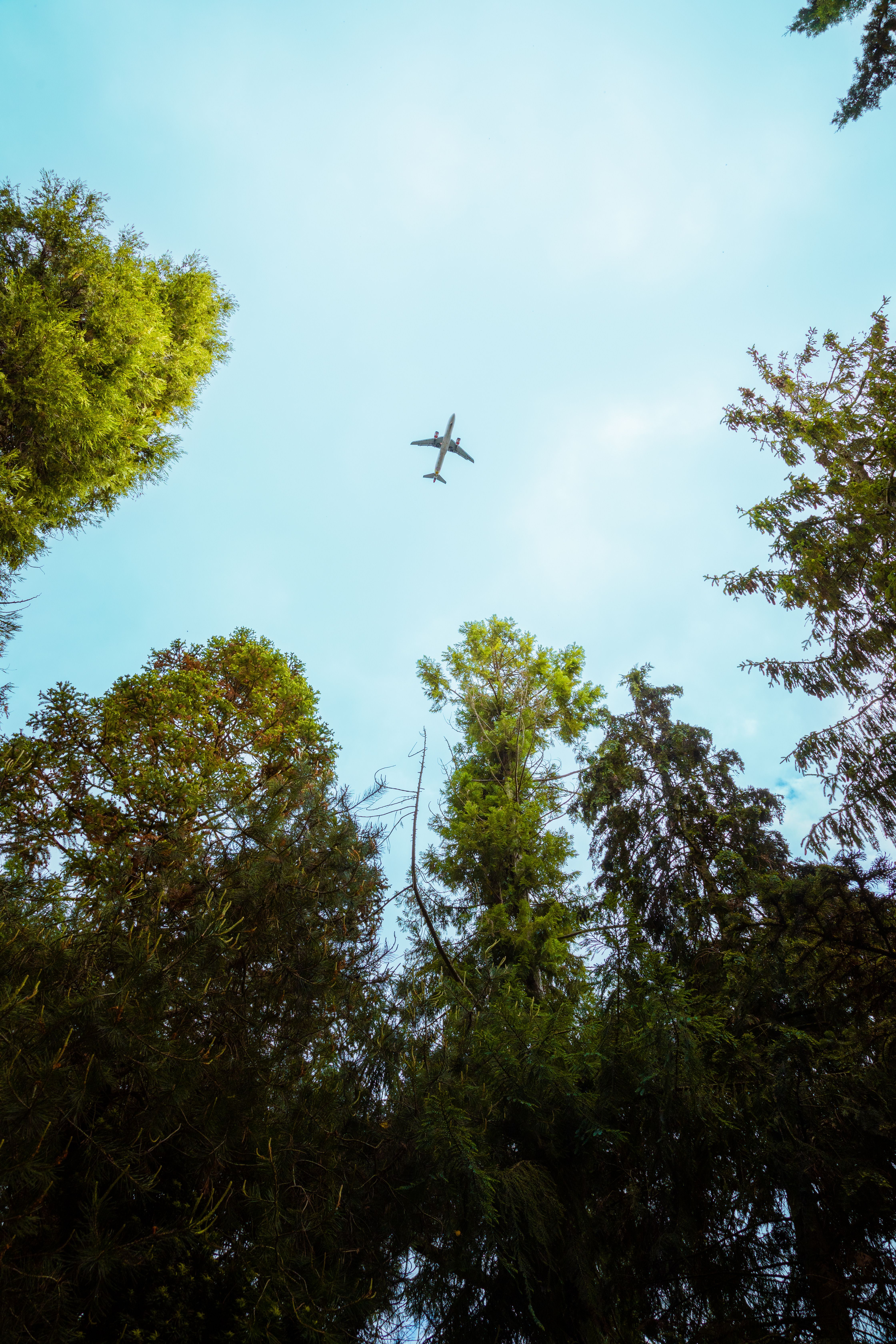 Low Angle Shot of Green Trees Under Blue Sky with an Airplane Flying ...