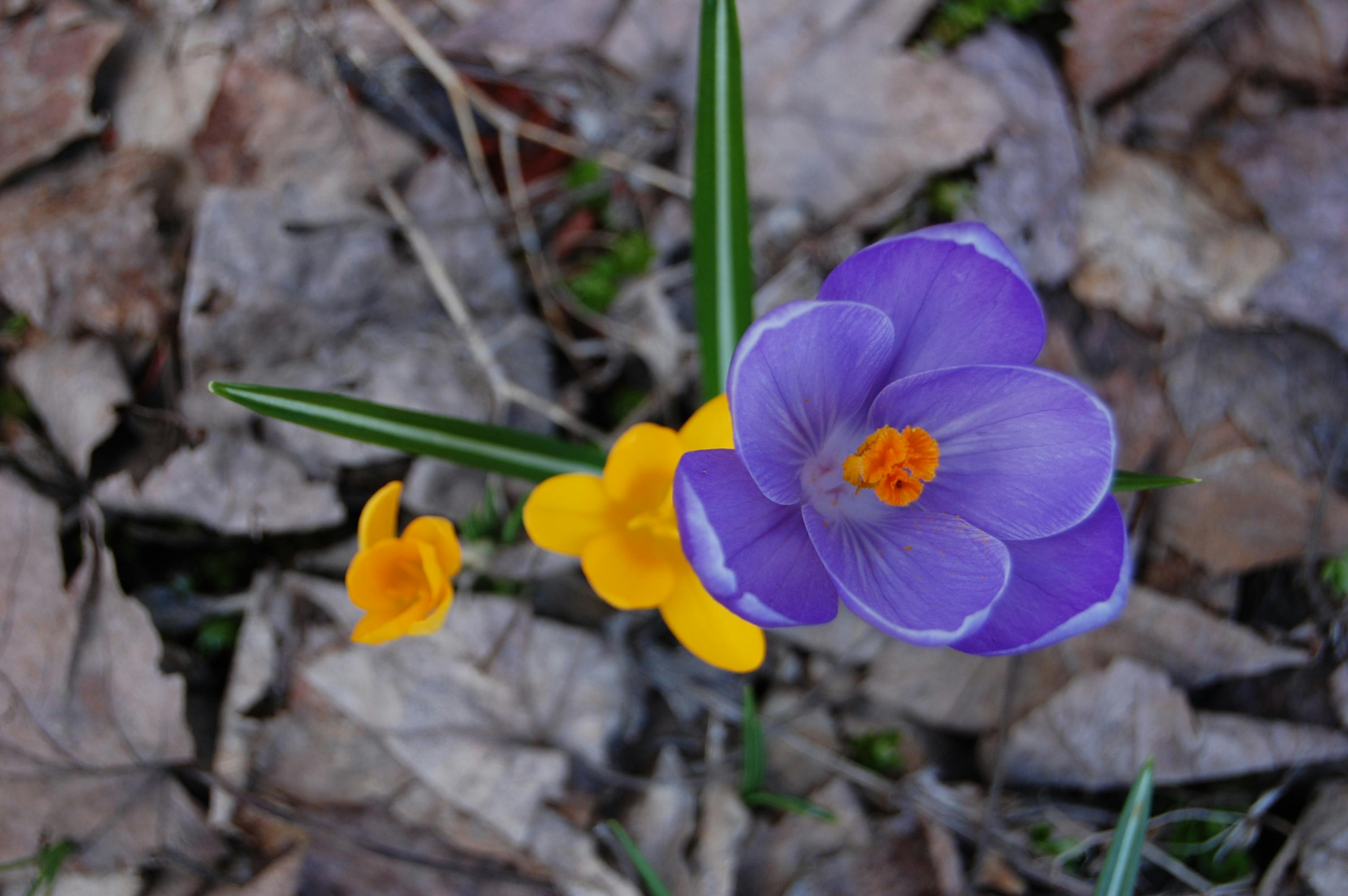 Crocus Flowers in Bloom · Free Stock Photo