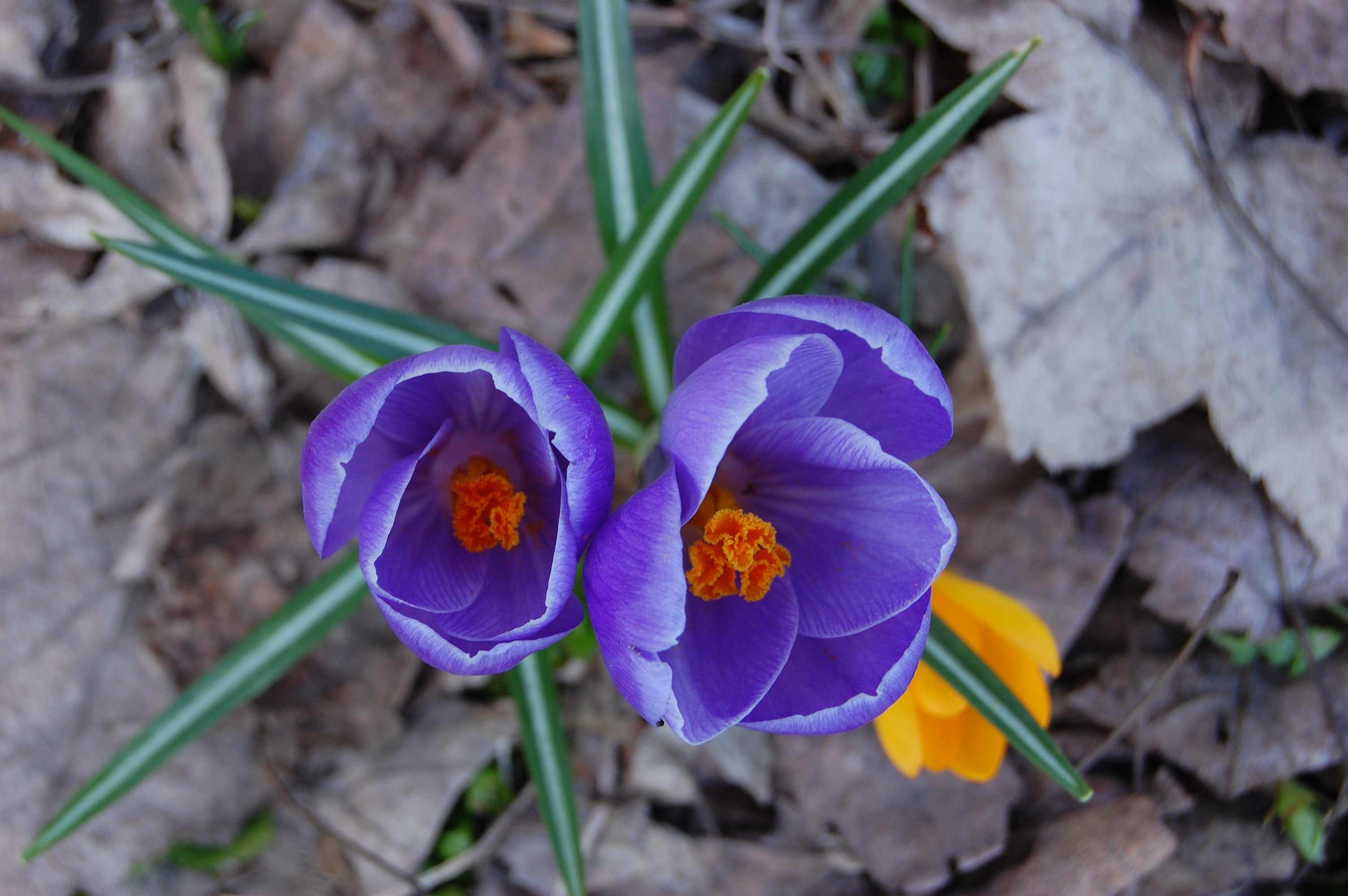 Crocus Flowers in Bloom · Free Stock Photo