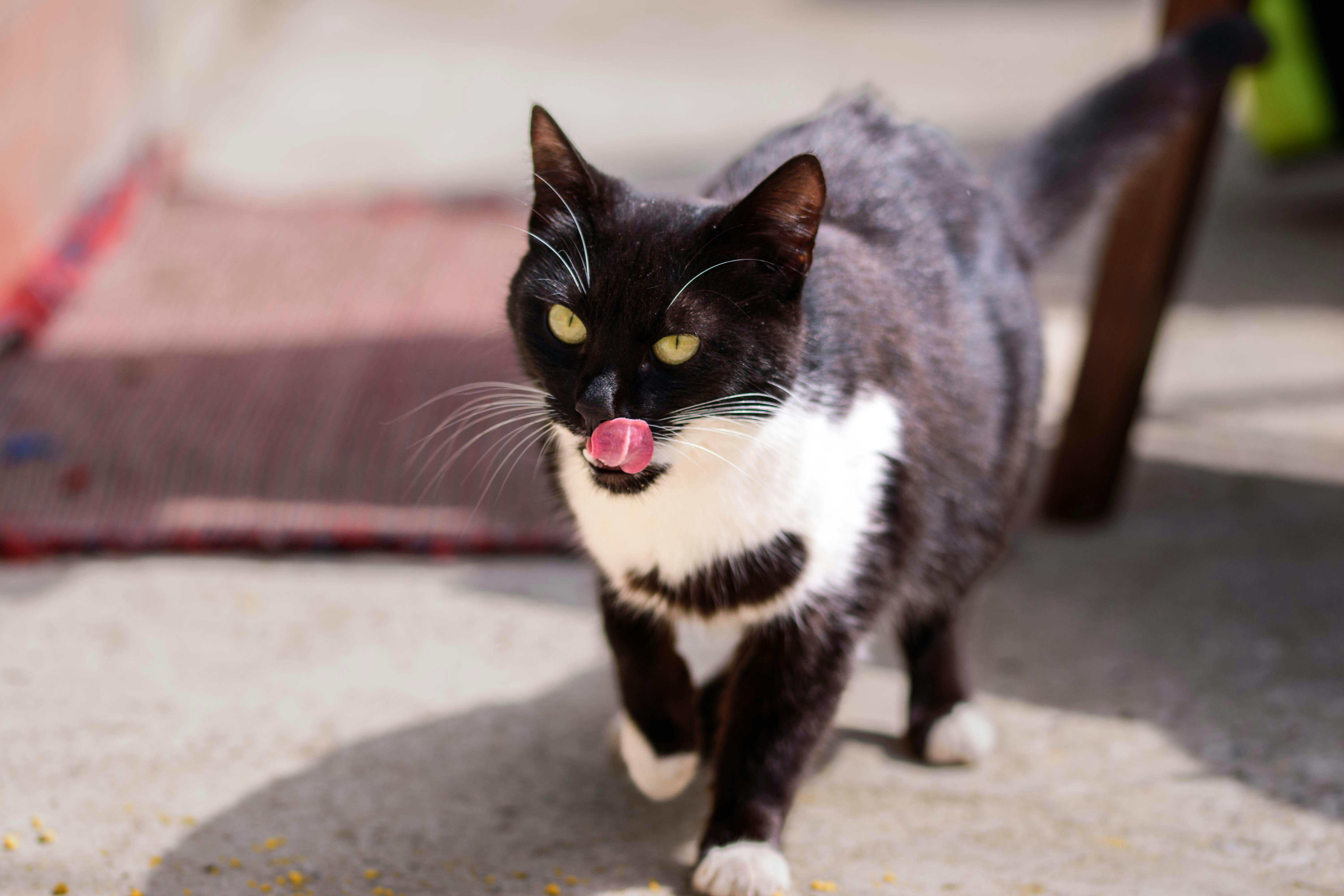 Close-Up Shot of a Tuxedo Cat · Free Stock Photo