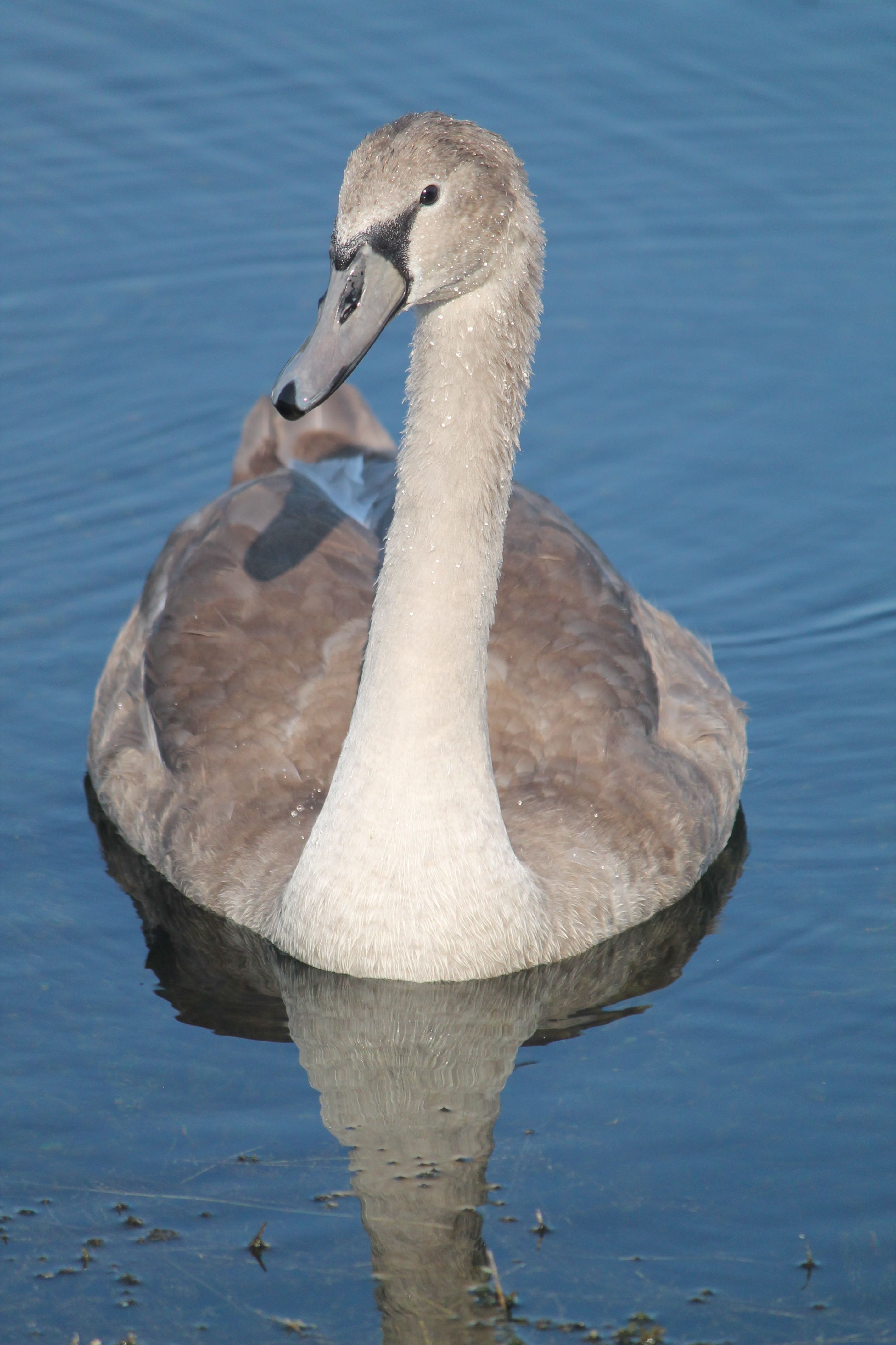 Gray Swan on Water · Free Stock Photo