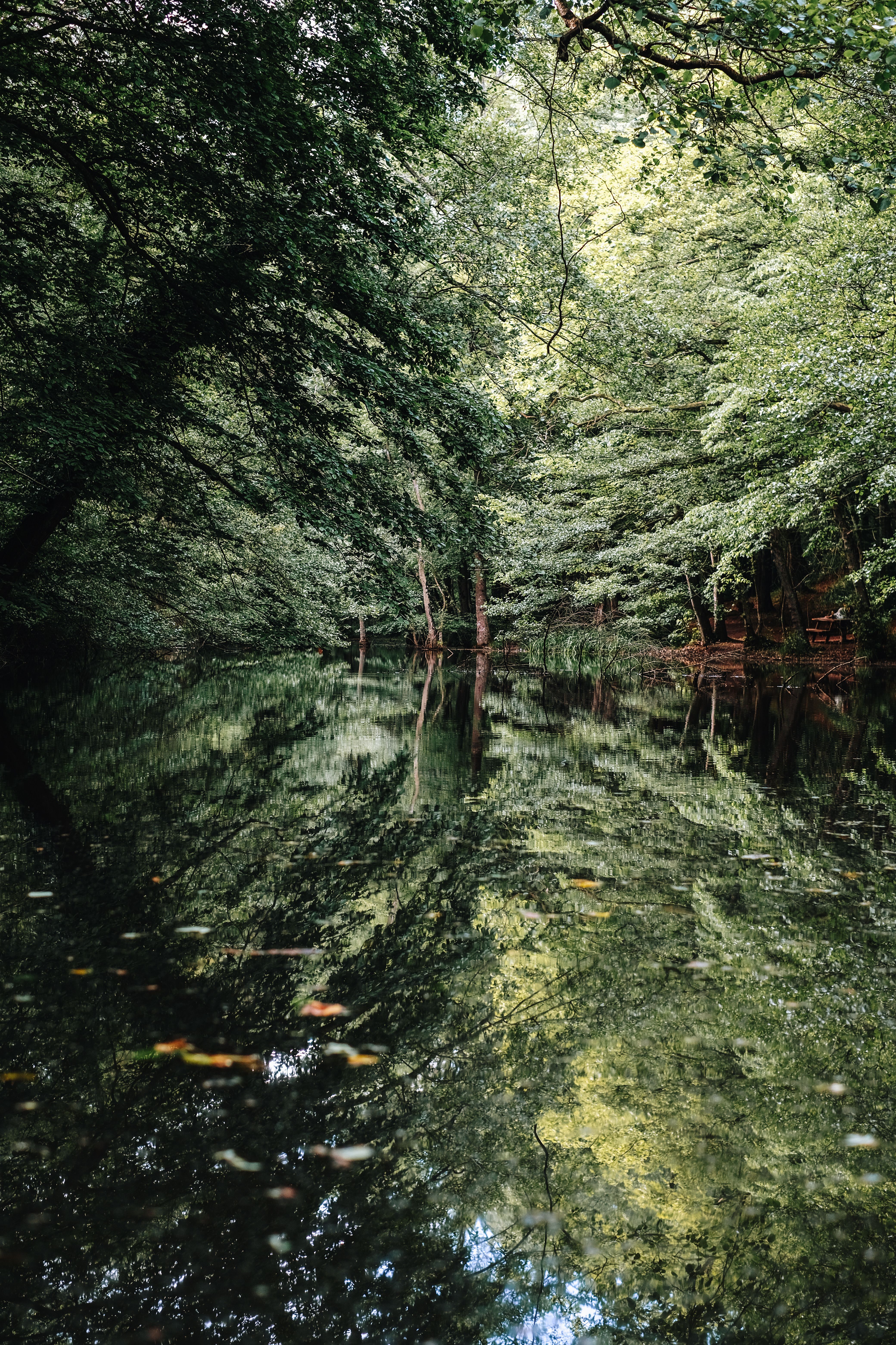 River in Between Green Trees · Free Stock Photo
