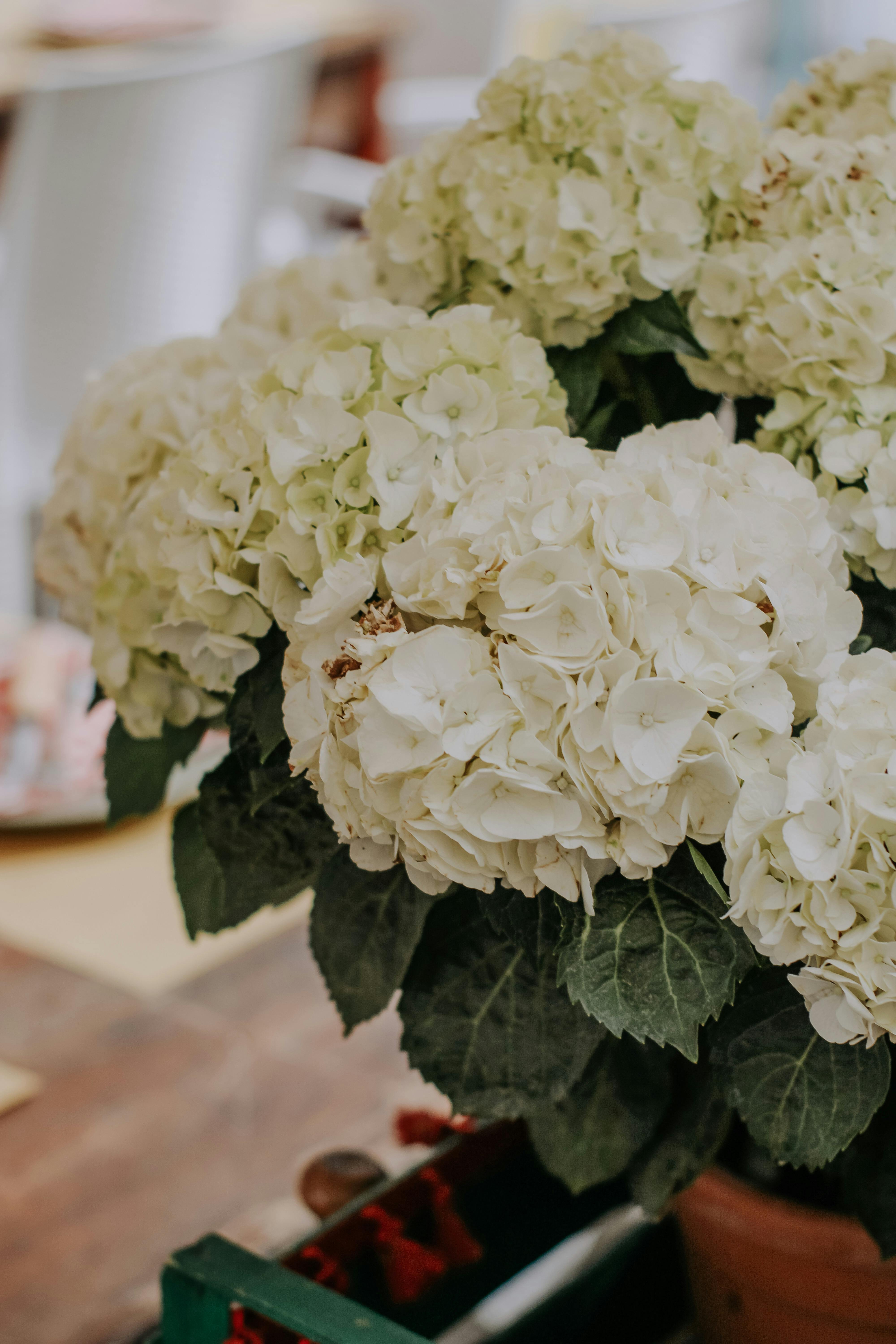 Foto de stock gratuita sobre de cerca, flores, flores bonitas, ramo de ...