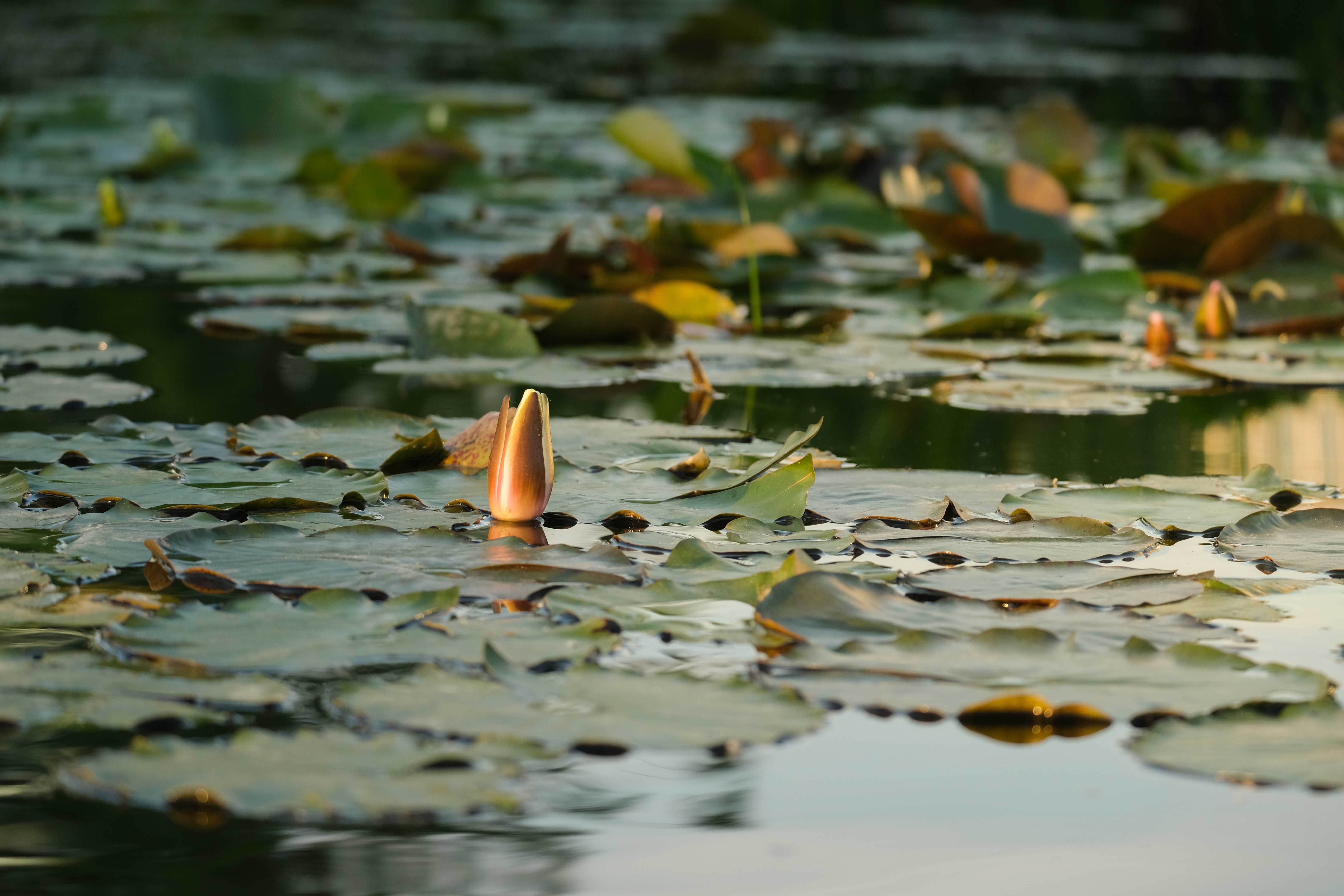 Water Lily Flower Bud Beside Floating Leaves · Free Stock Photo