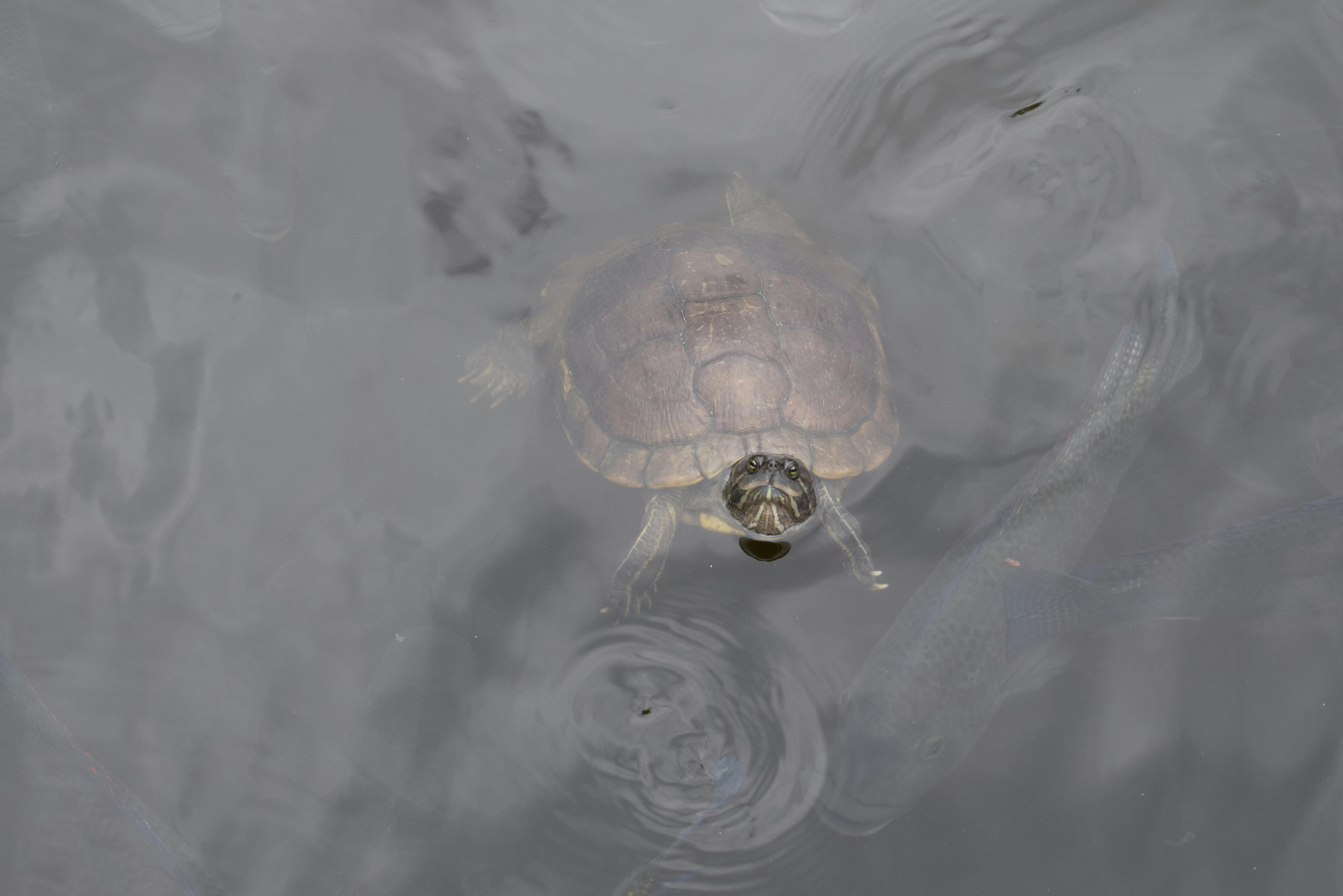 Gray Turtles Crawling on Tree Brunch · Free Stock Photo