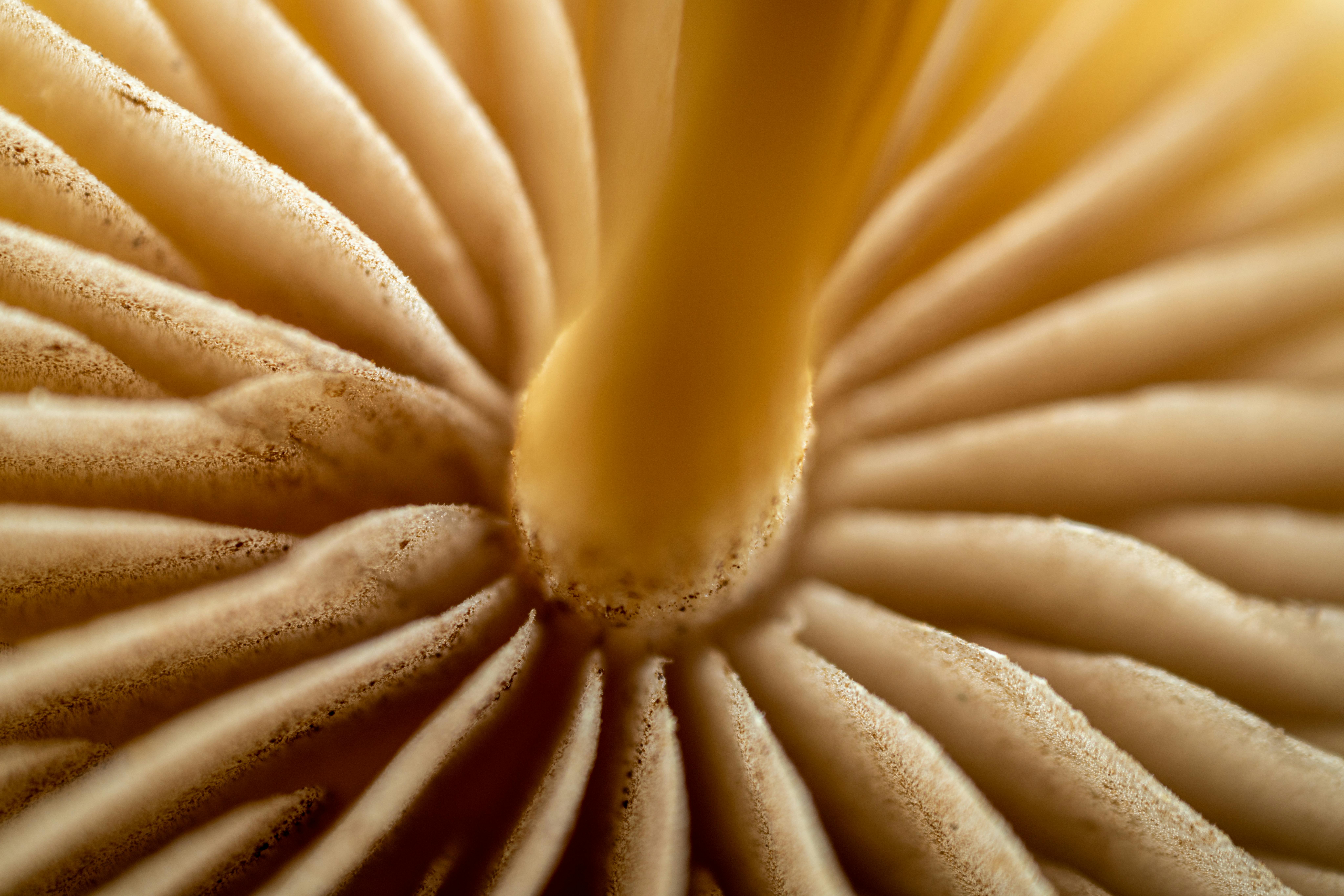 Extreme Close up of a Mushroom · Free Stock Photo
