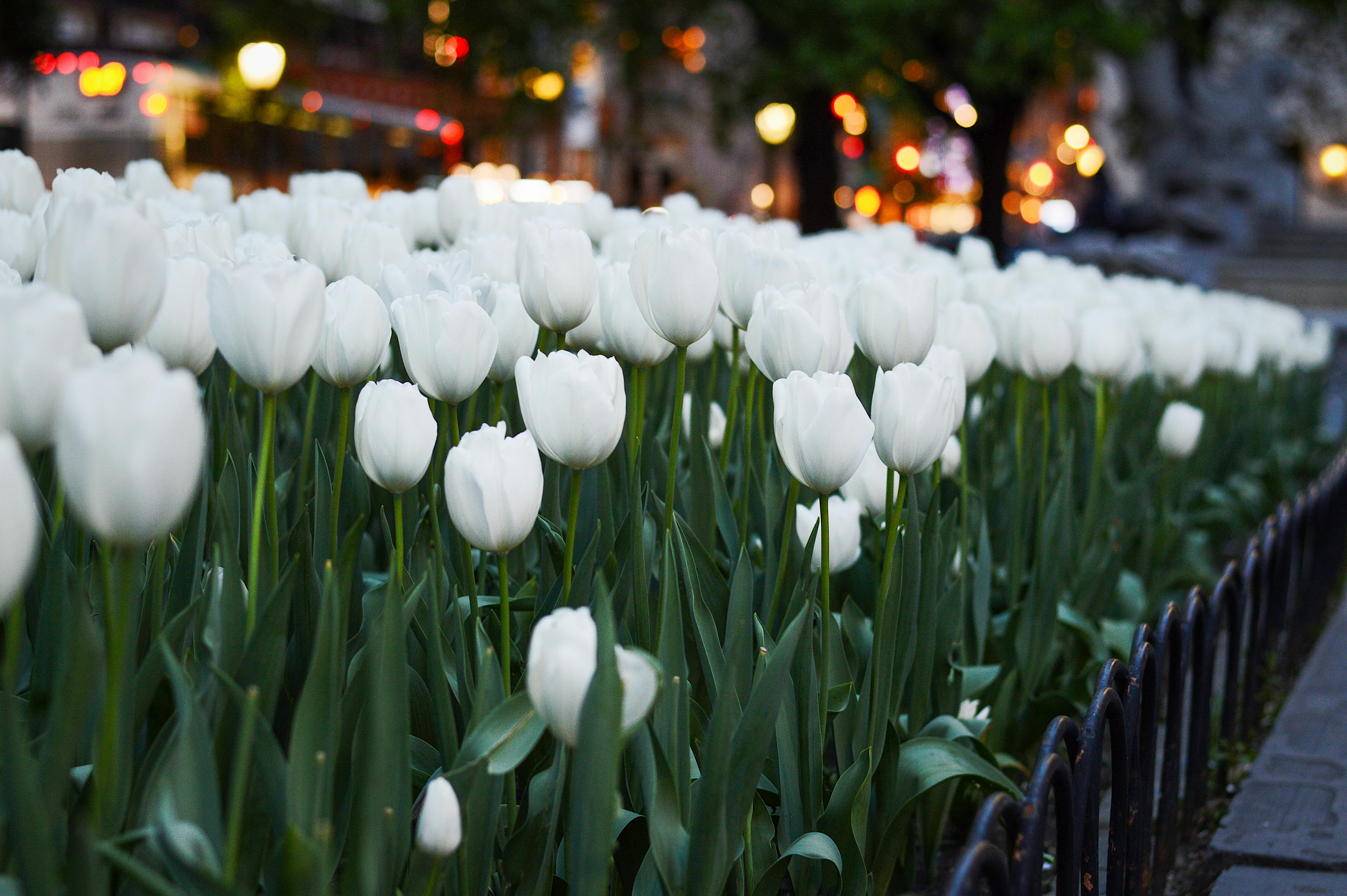 White Tulips on the Sidewalk in Close-up Photography · Free Stock Photo