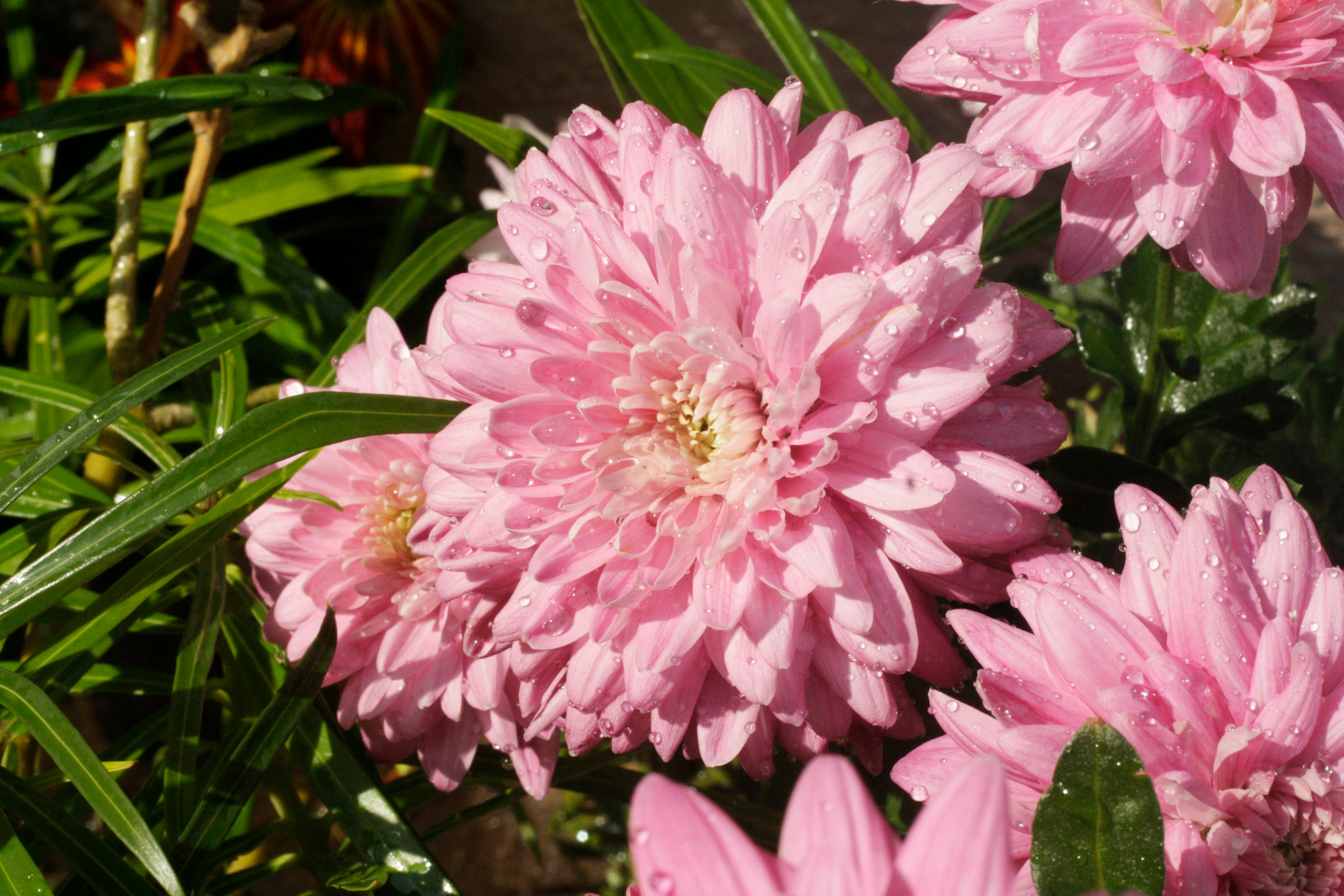 Kostnadsfri bild av rosa blomma, rosa blommor, trädgård