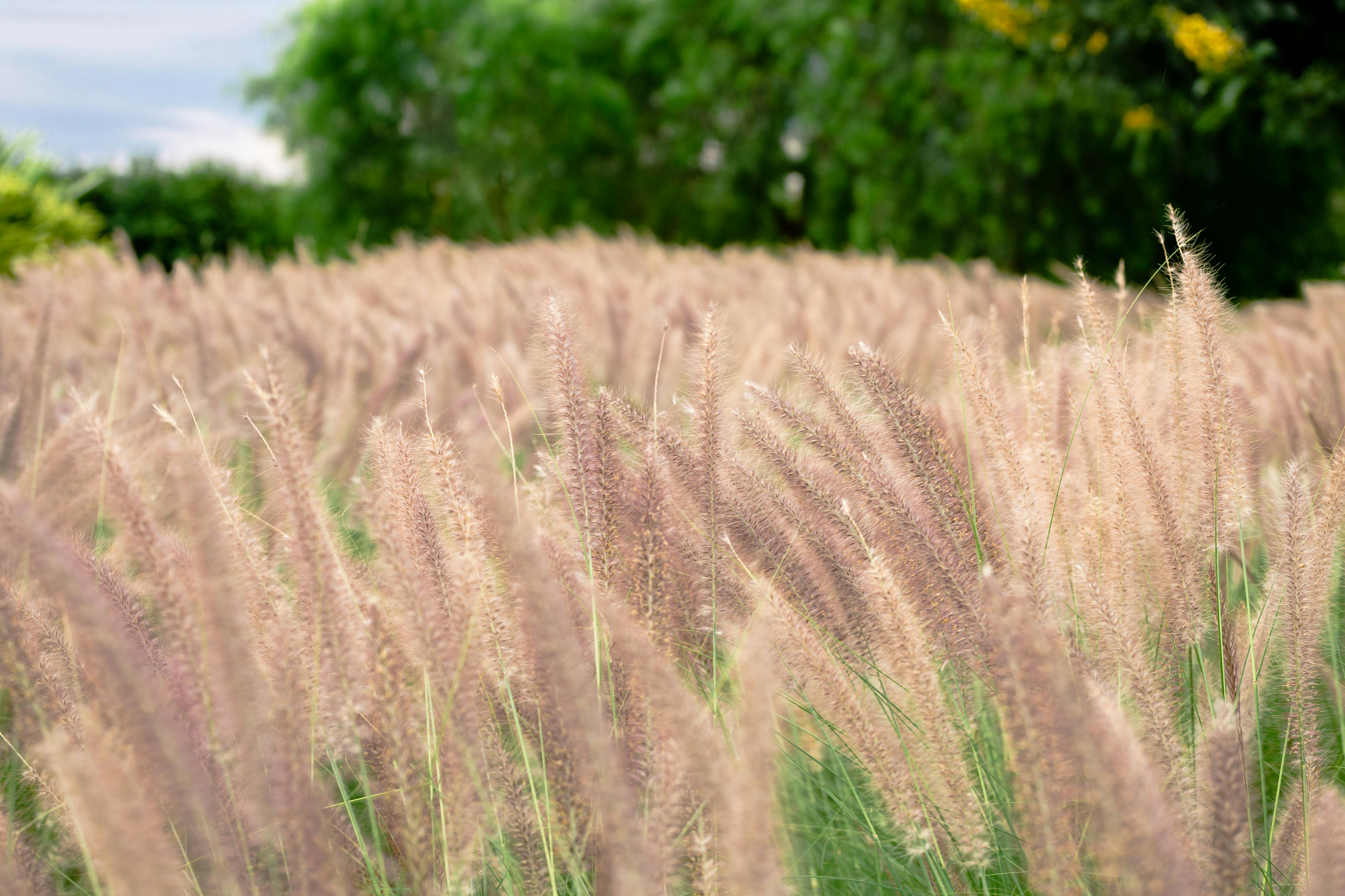 Isadora Tricerri - Fotografía