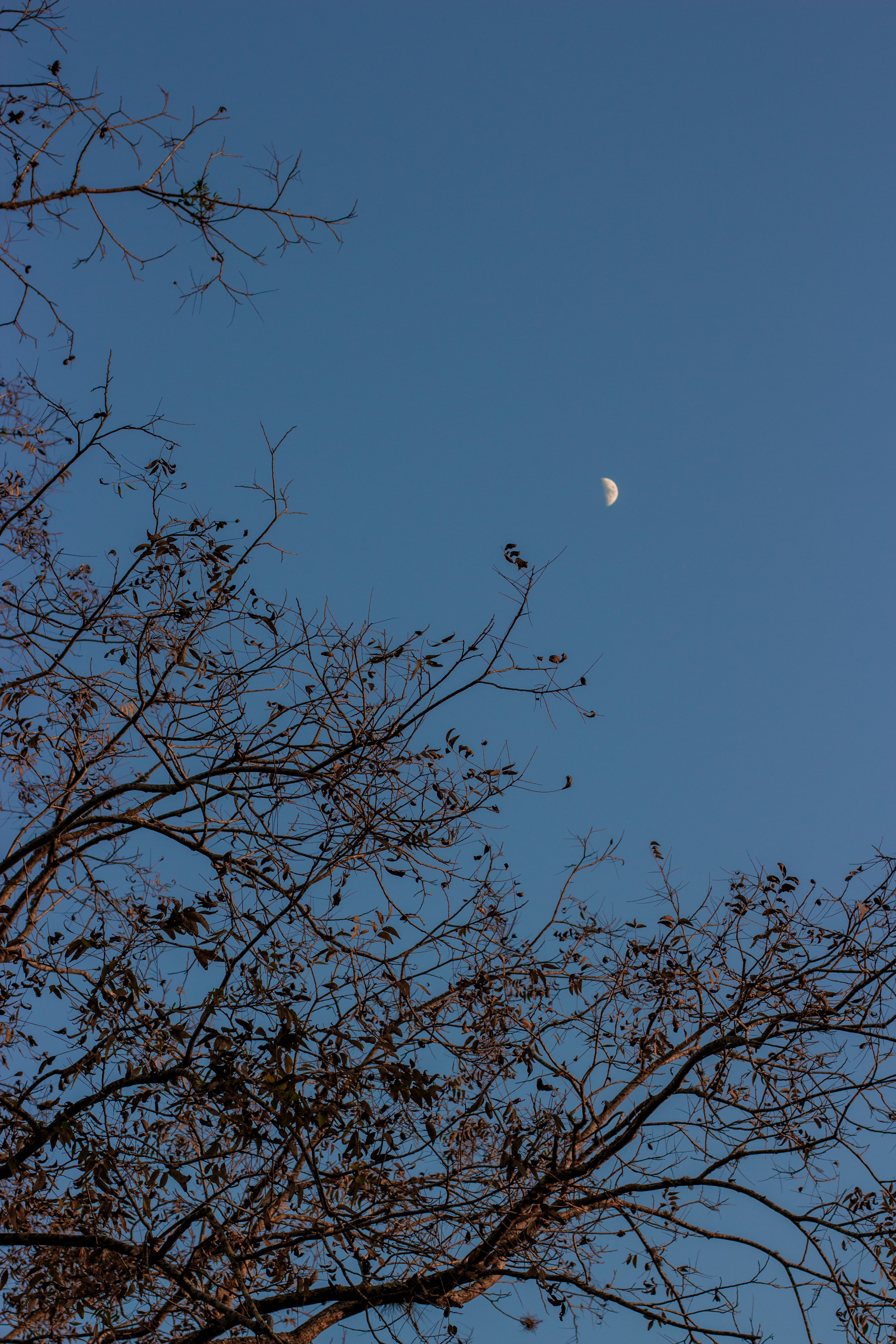 Barren Branches of Tree · Free Stock Photo