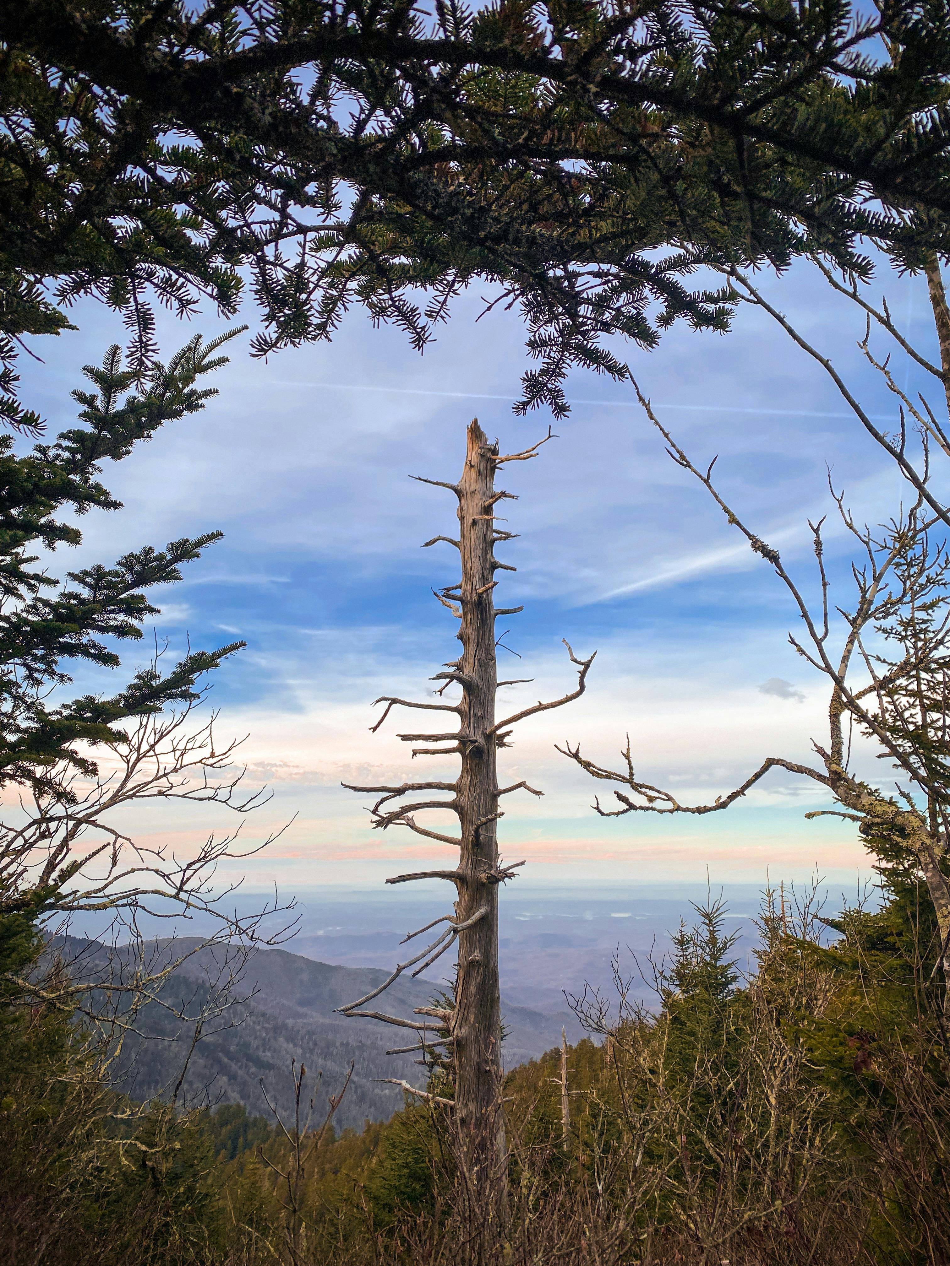 Dead Coniferous Tree in Mountains · Free Stock Photo