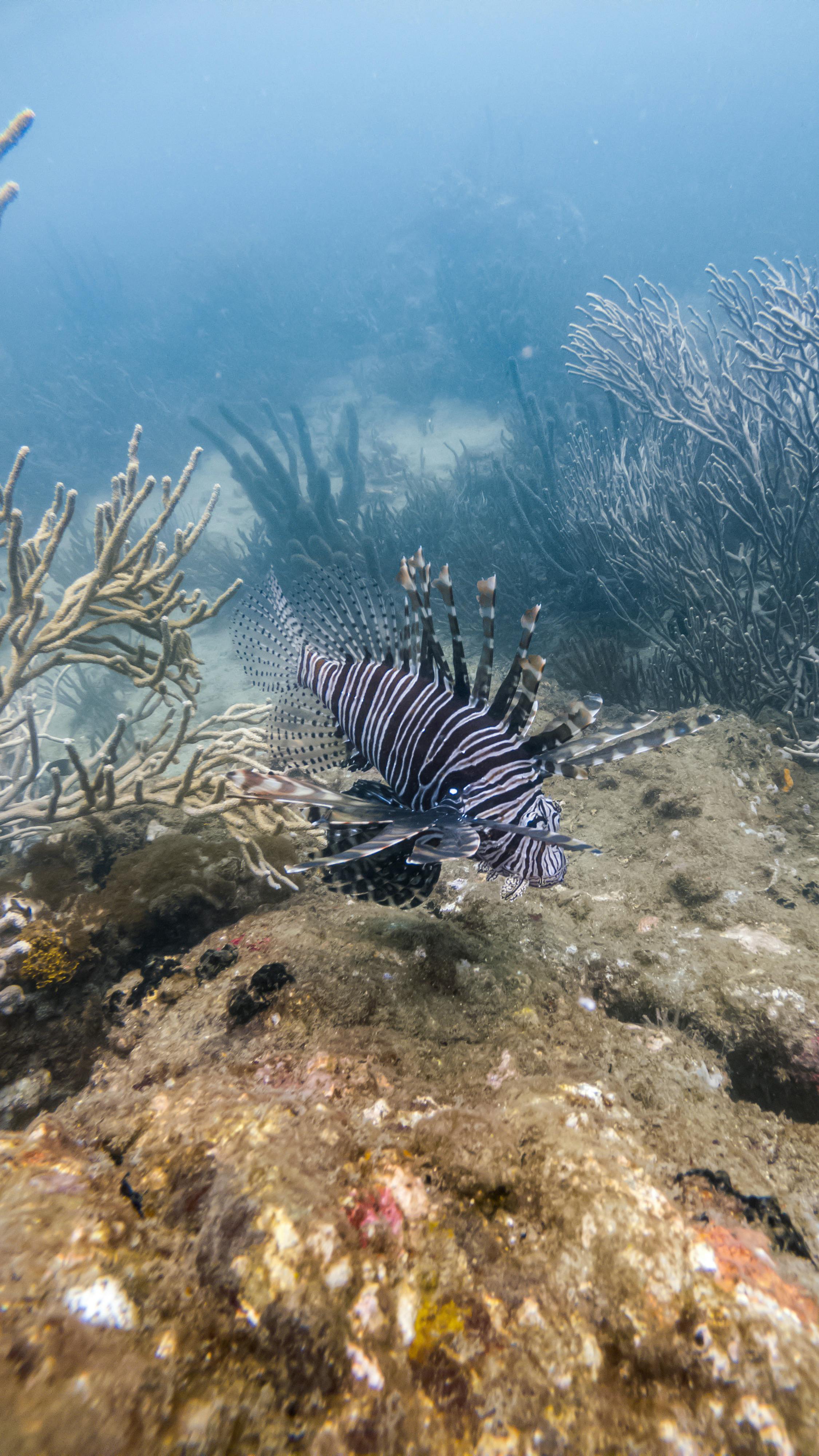 A Close-Up Shot of a Lionfish Underwater · Free Stock Photo