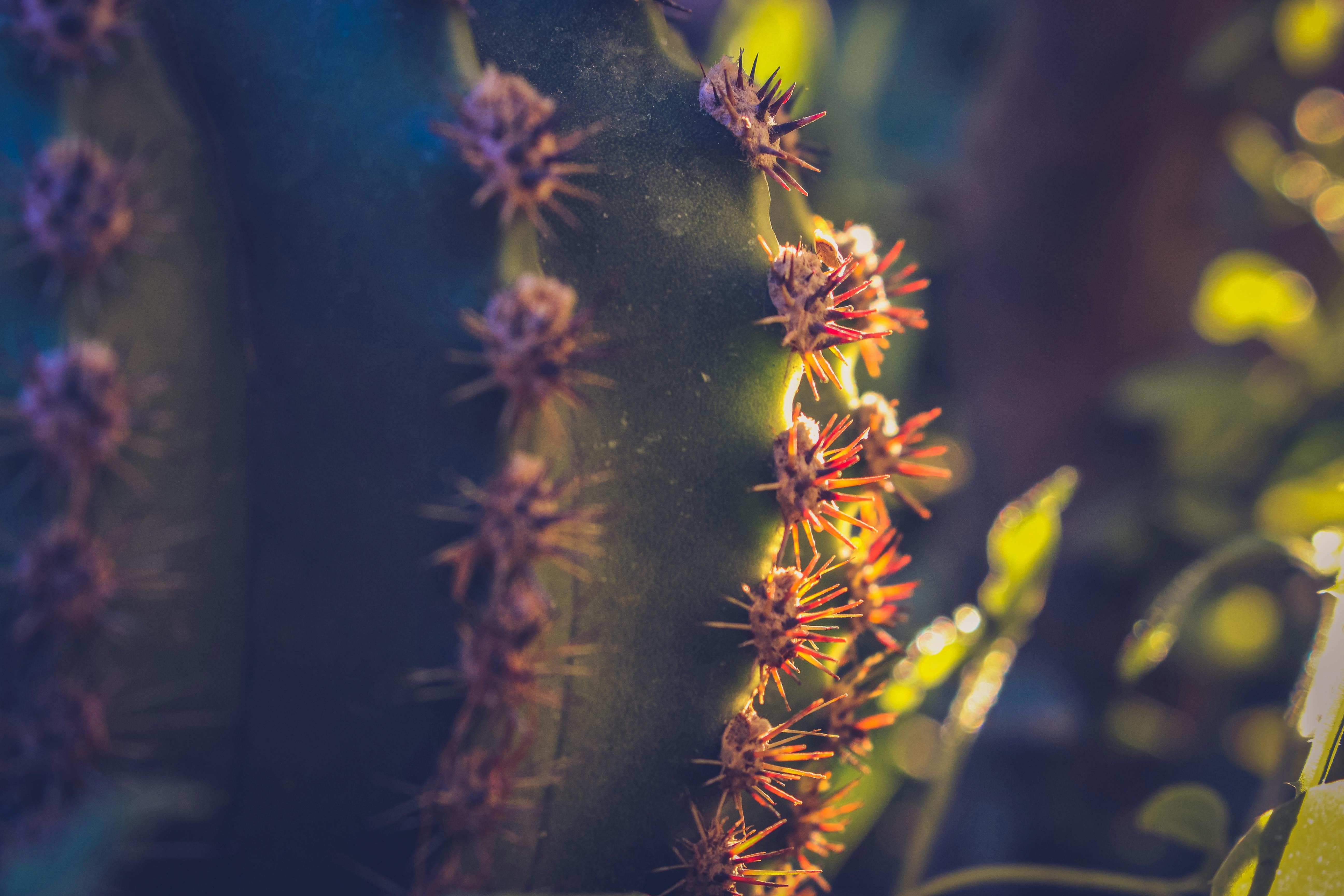 Shallow Focus Photography of Cactus · Free Stock Photo
