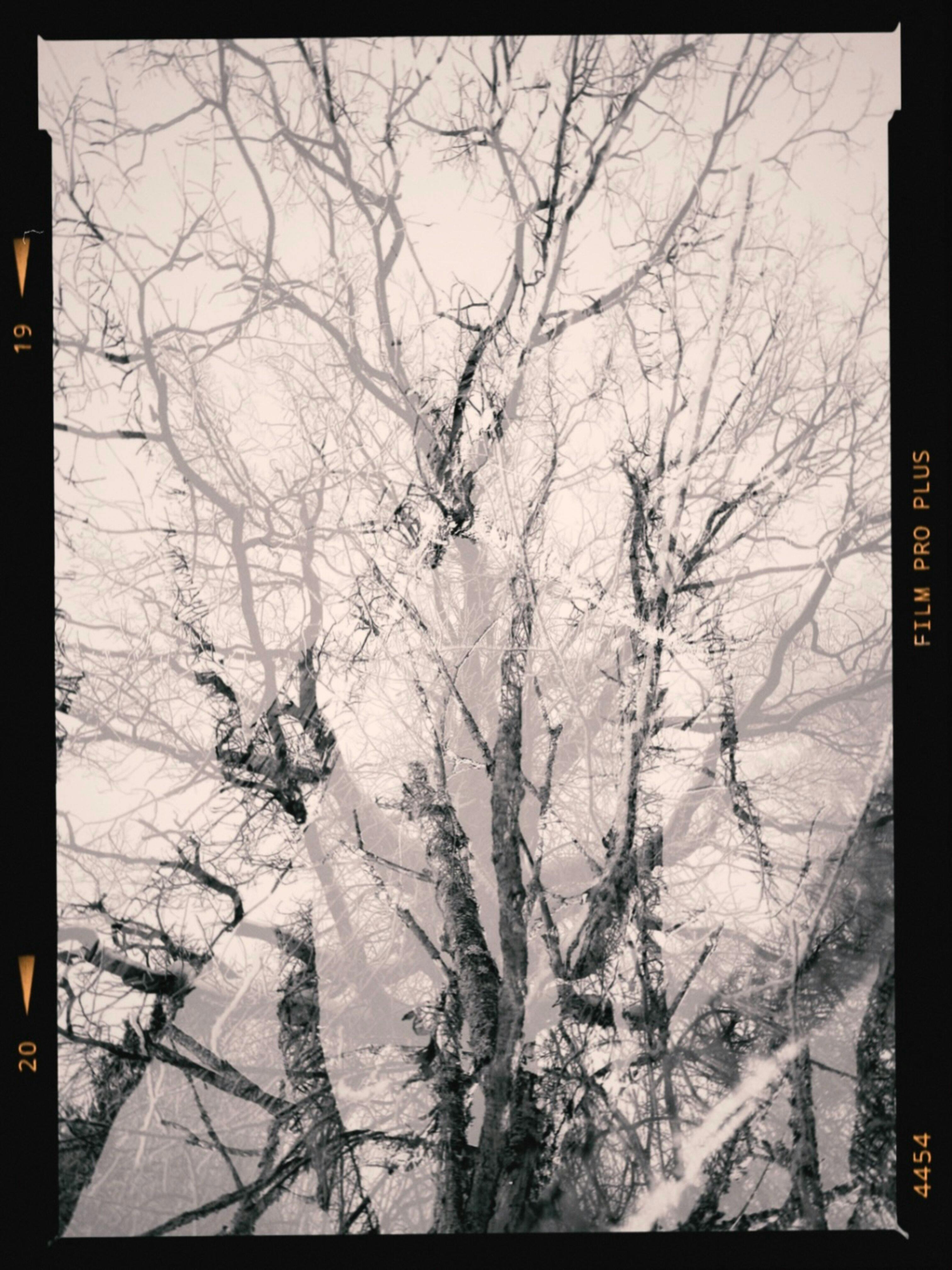 Black and White Photo of a Tree · Free Stock Photo