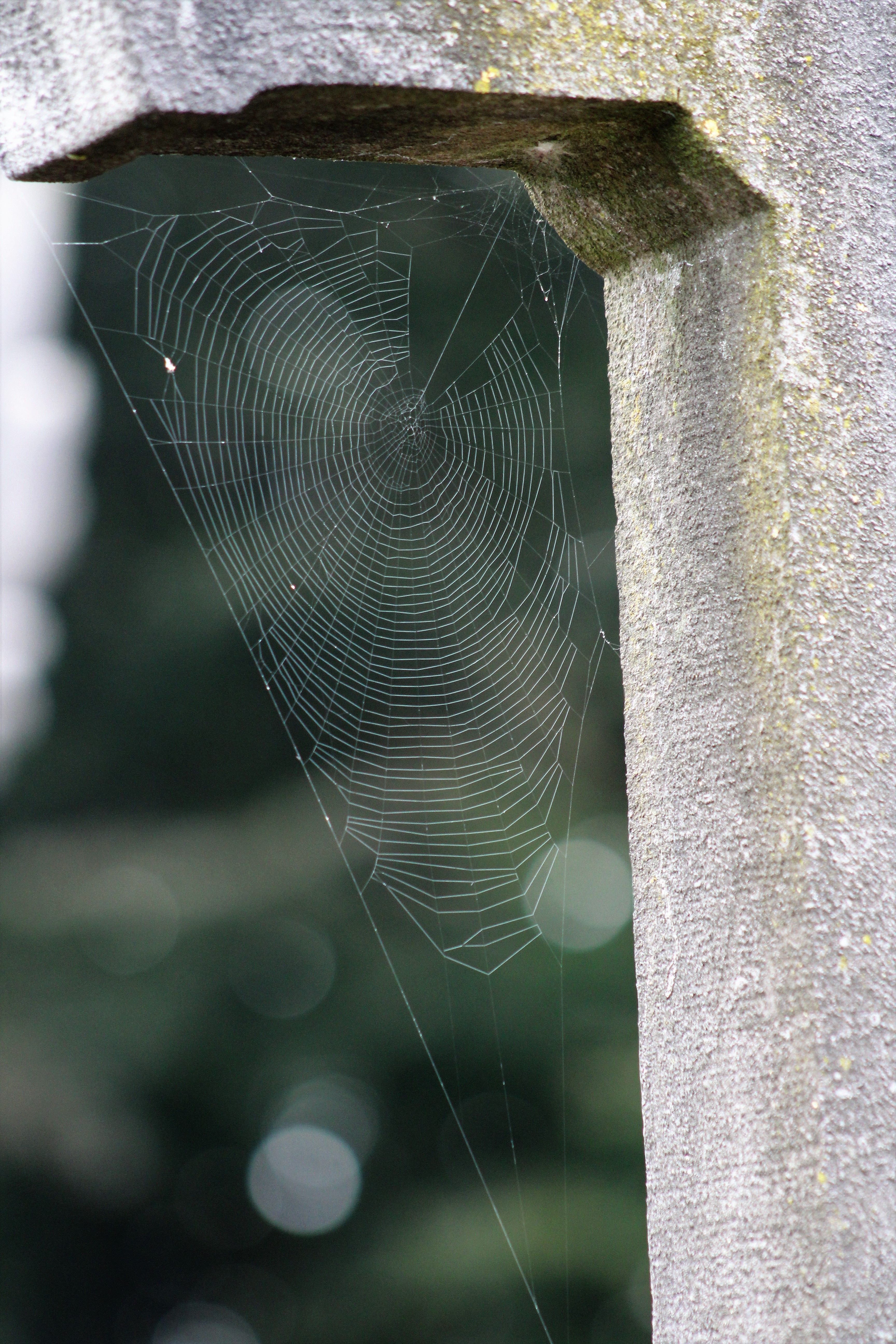 Spider Wed Beside a Concrete Wall · Free Stock Photo