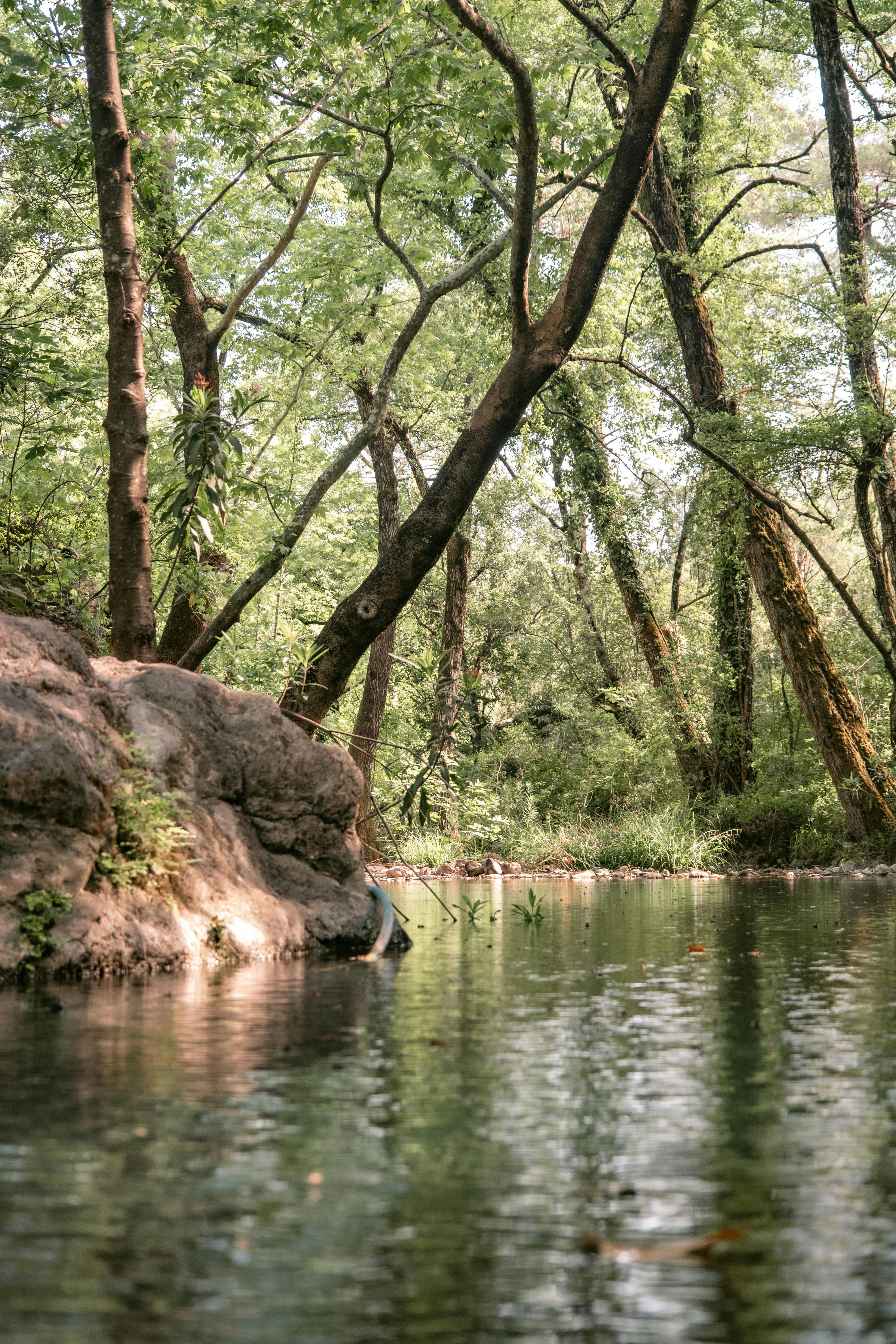 A Lake Between Green Trees in the Forest · Free Stock Photo