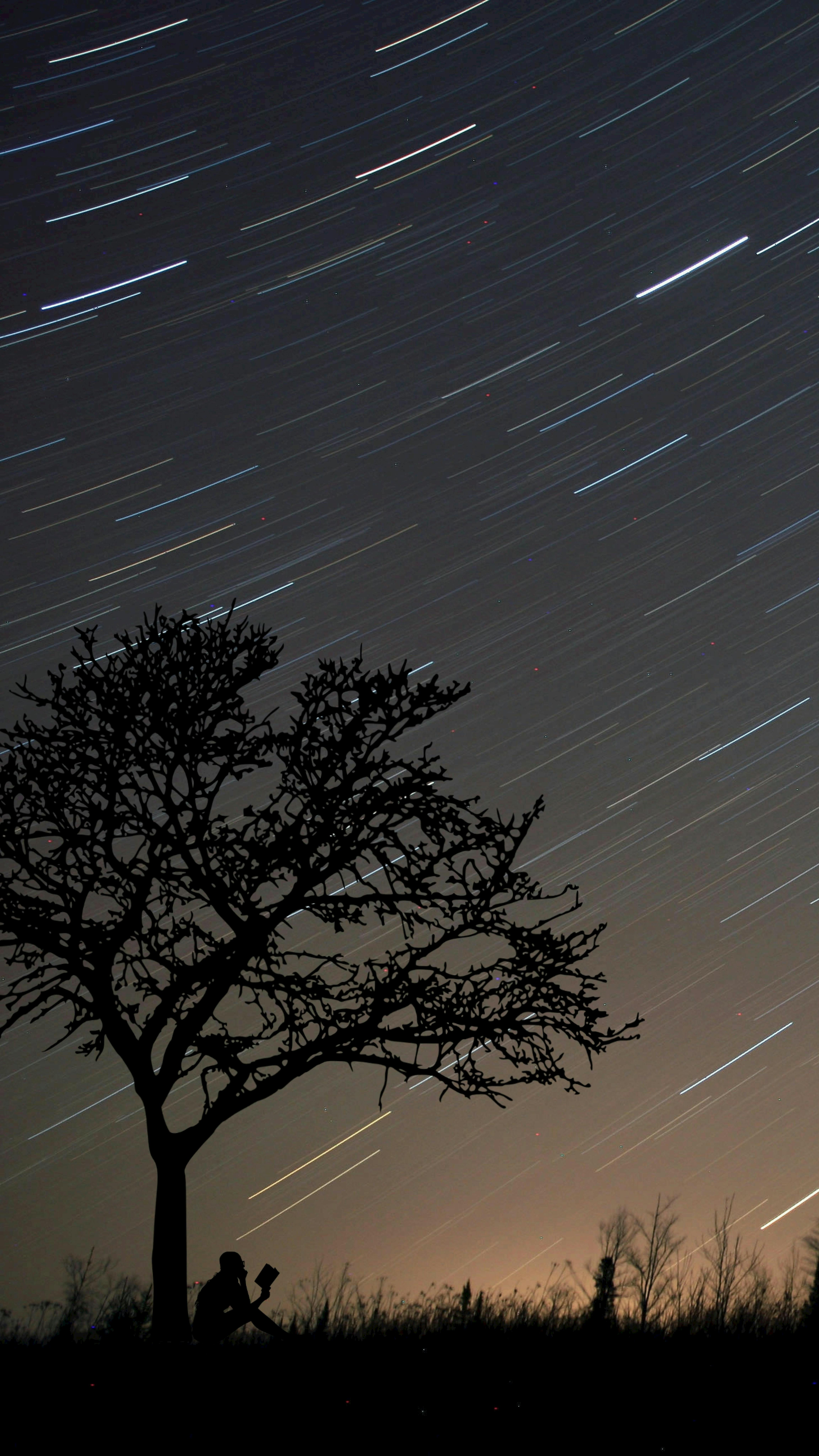 A Person Sitting Under a Leafless Tree During Night Time · Free Stock Photo