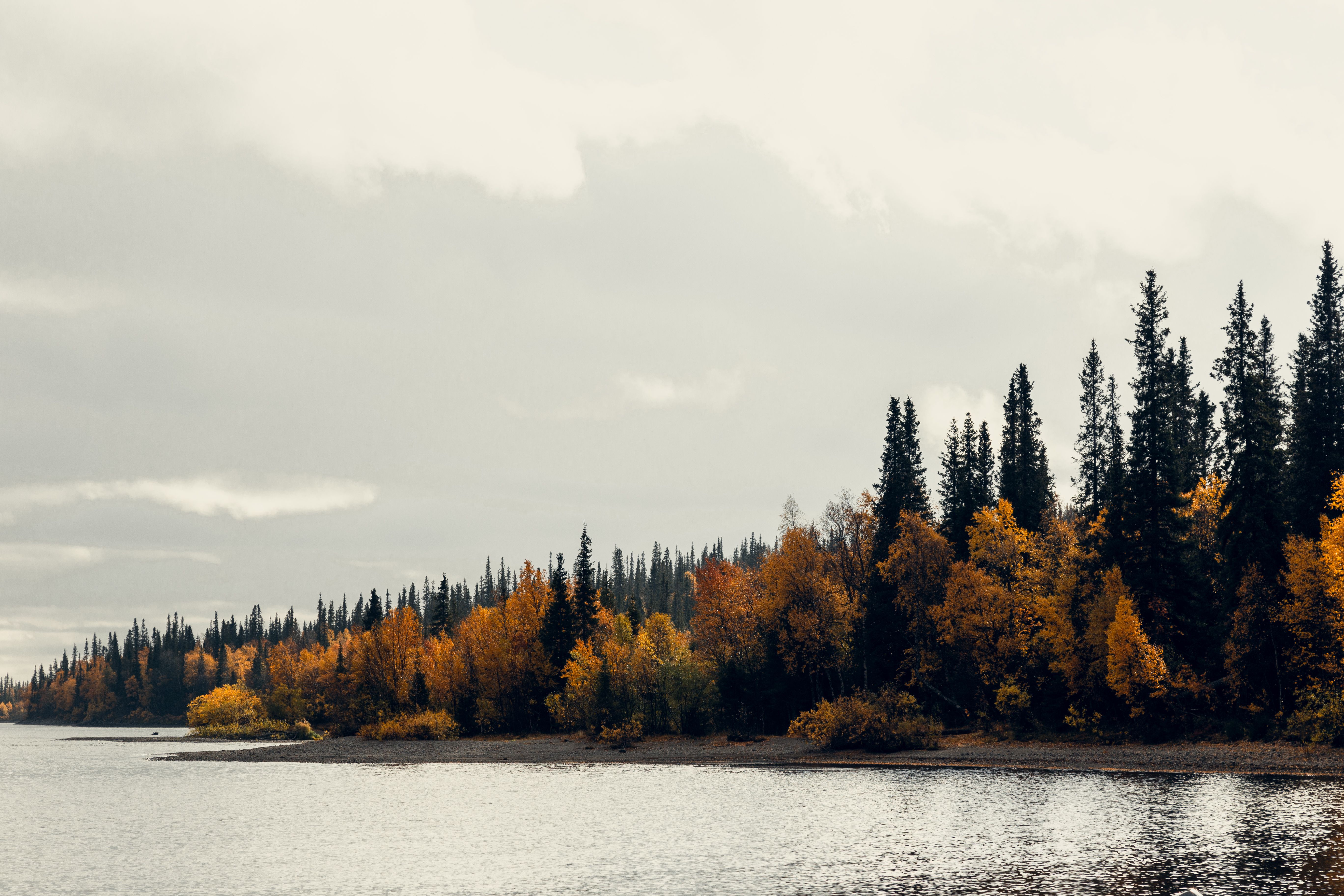 Forest Bank Photos, Download The BEST Free Forest Bank Stock Photos ...