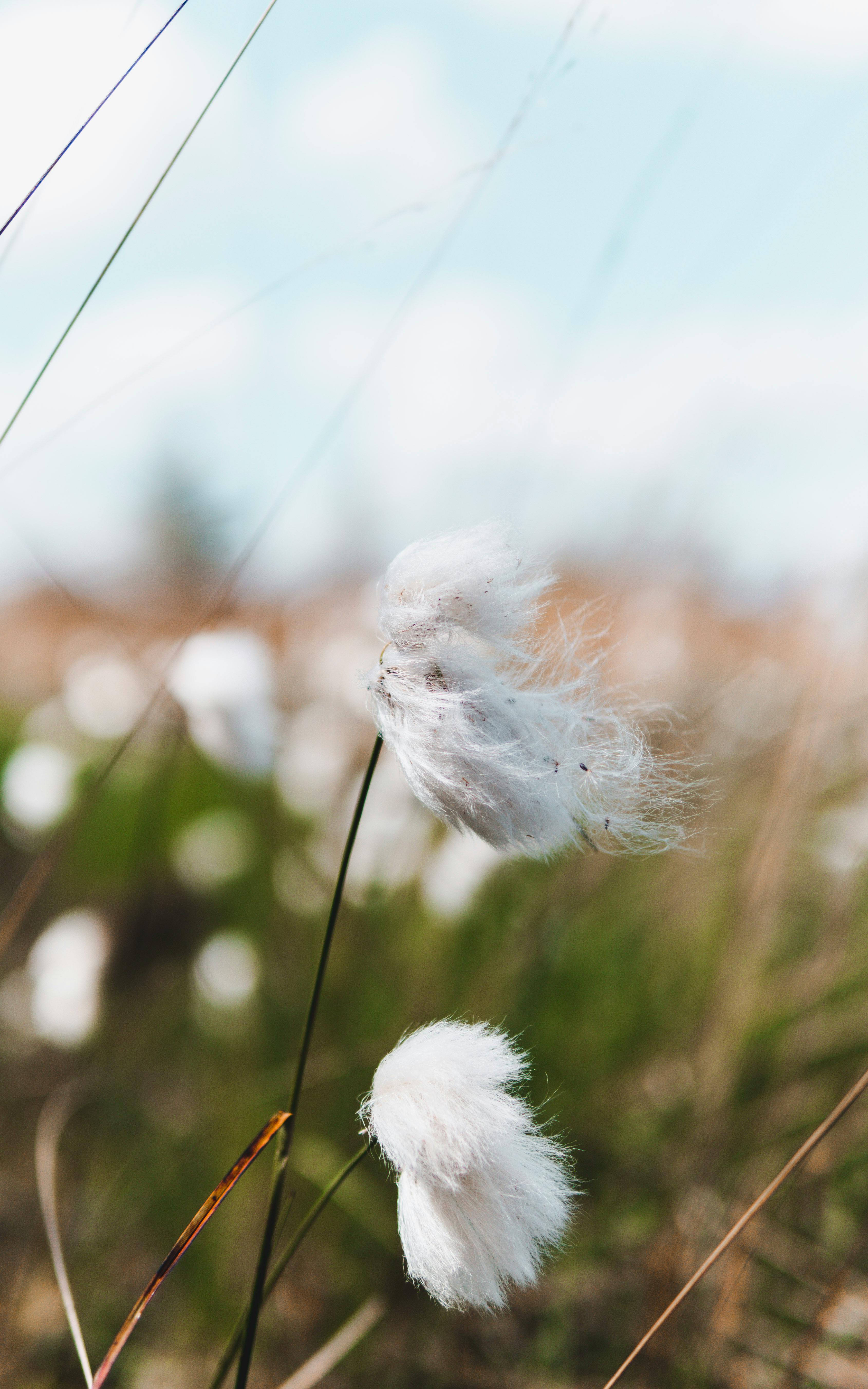 Fluffy Plants in Wind · Free Stock Photo