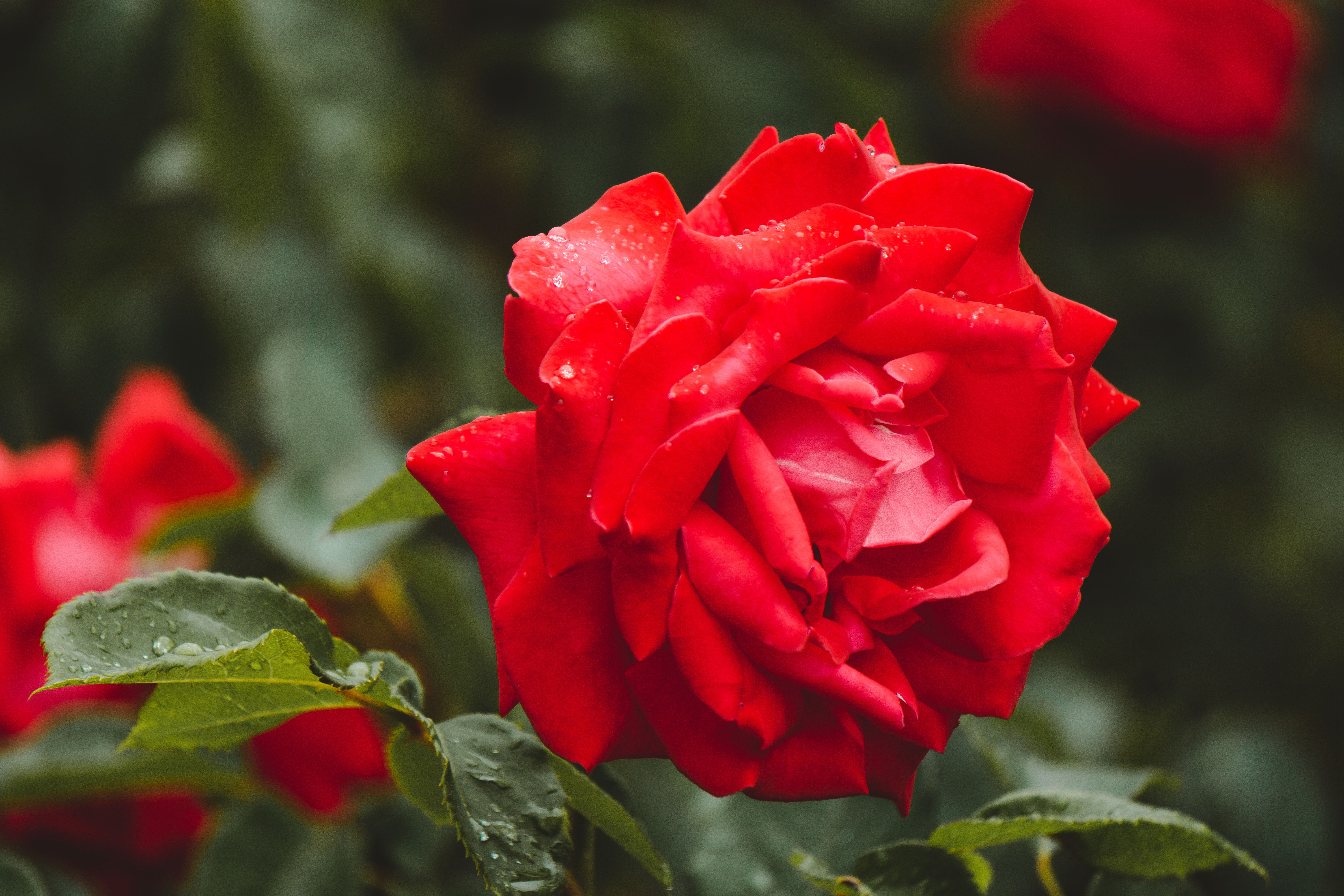 Close-Up Shot of a Red Rose · Free Stock Photo