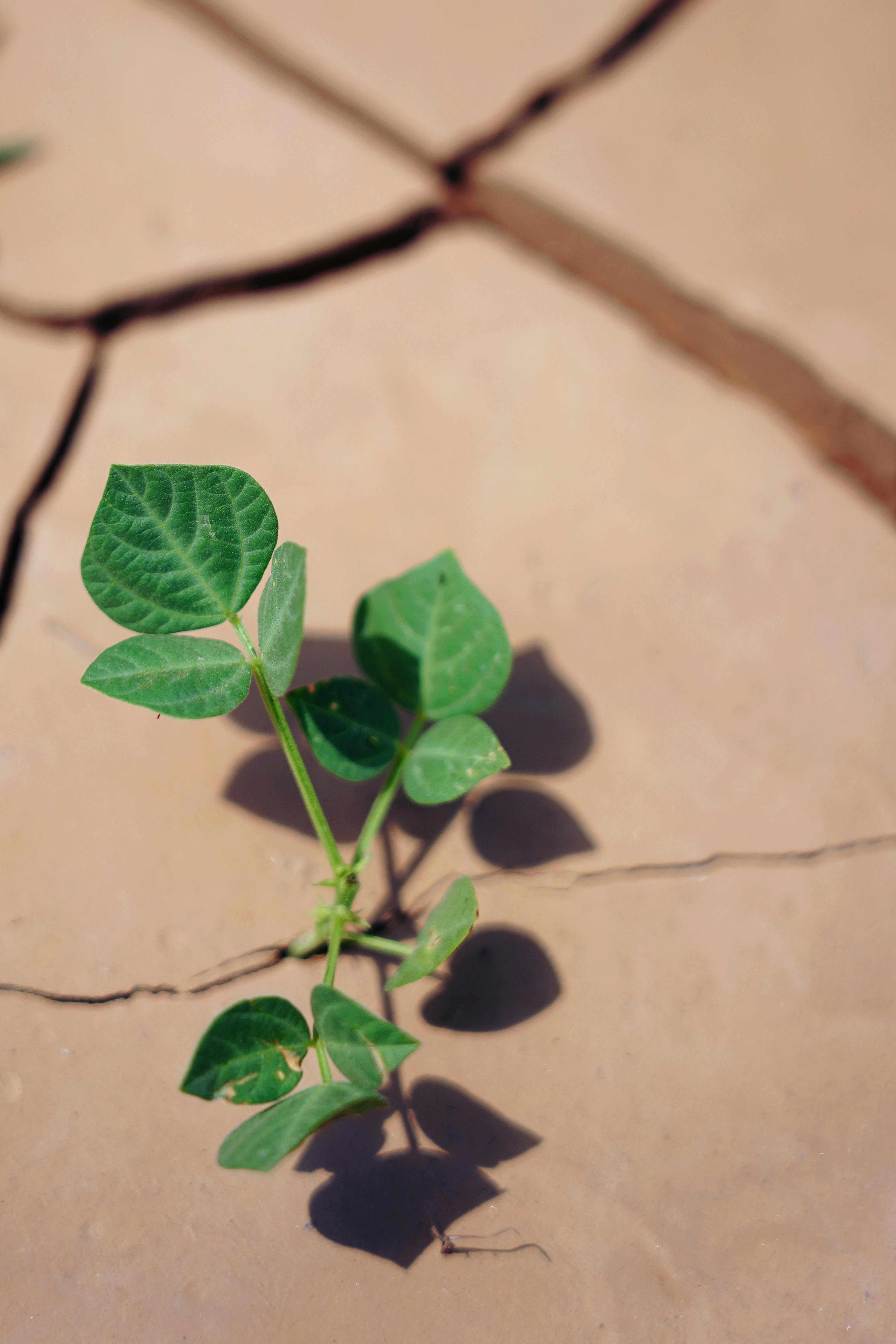 Free stock photo of growth, macro, plants, soil, sprouts