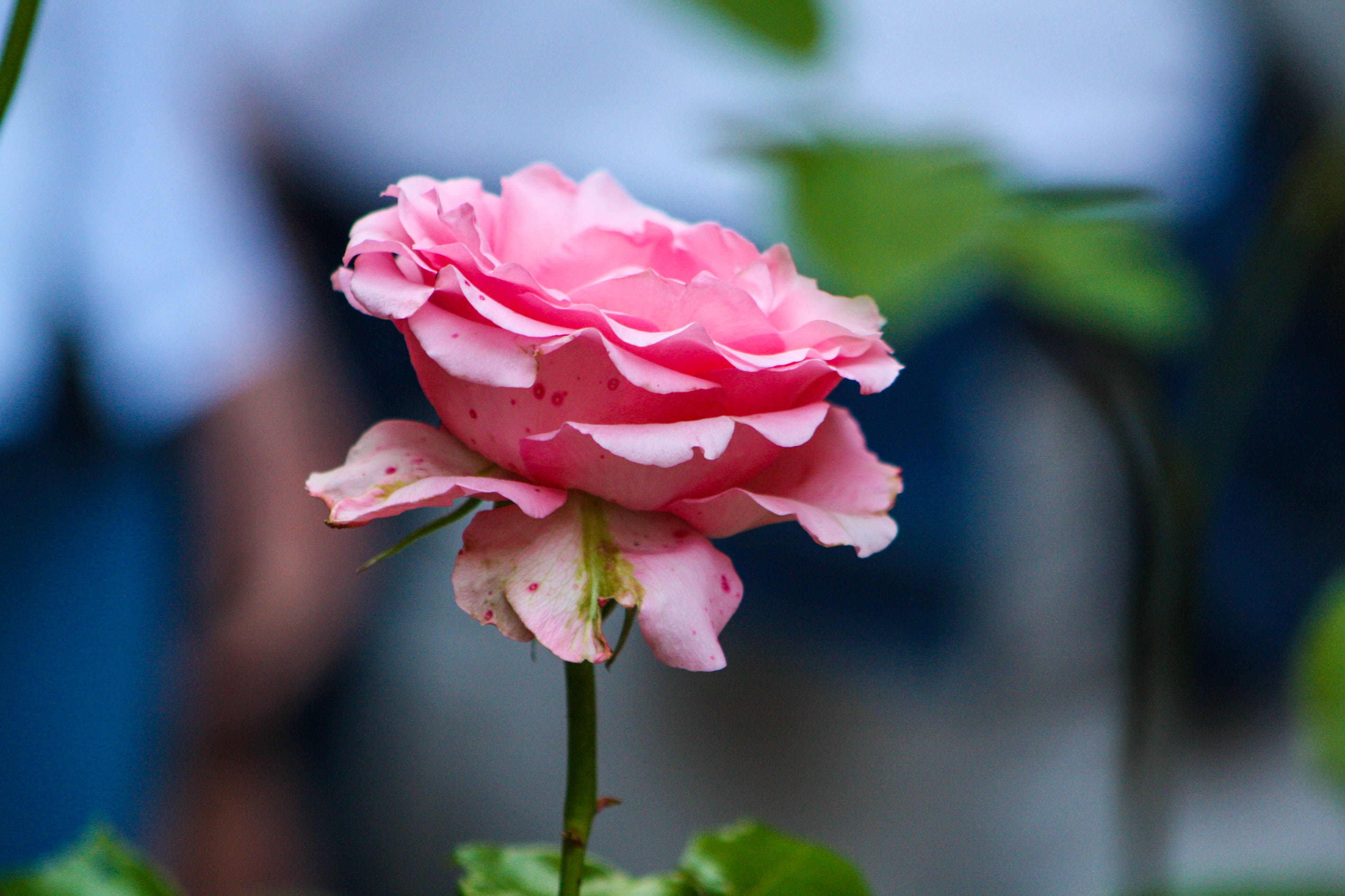 Elena - Photography