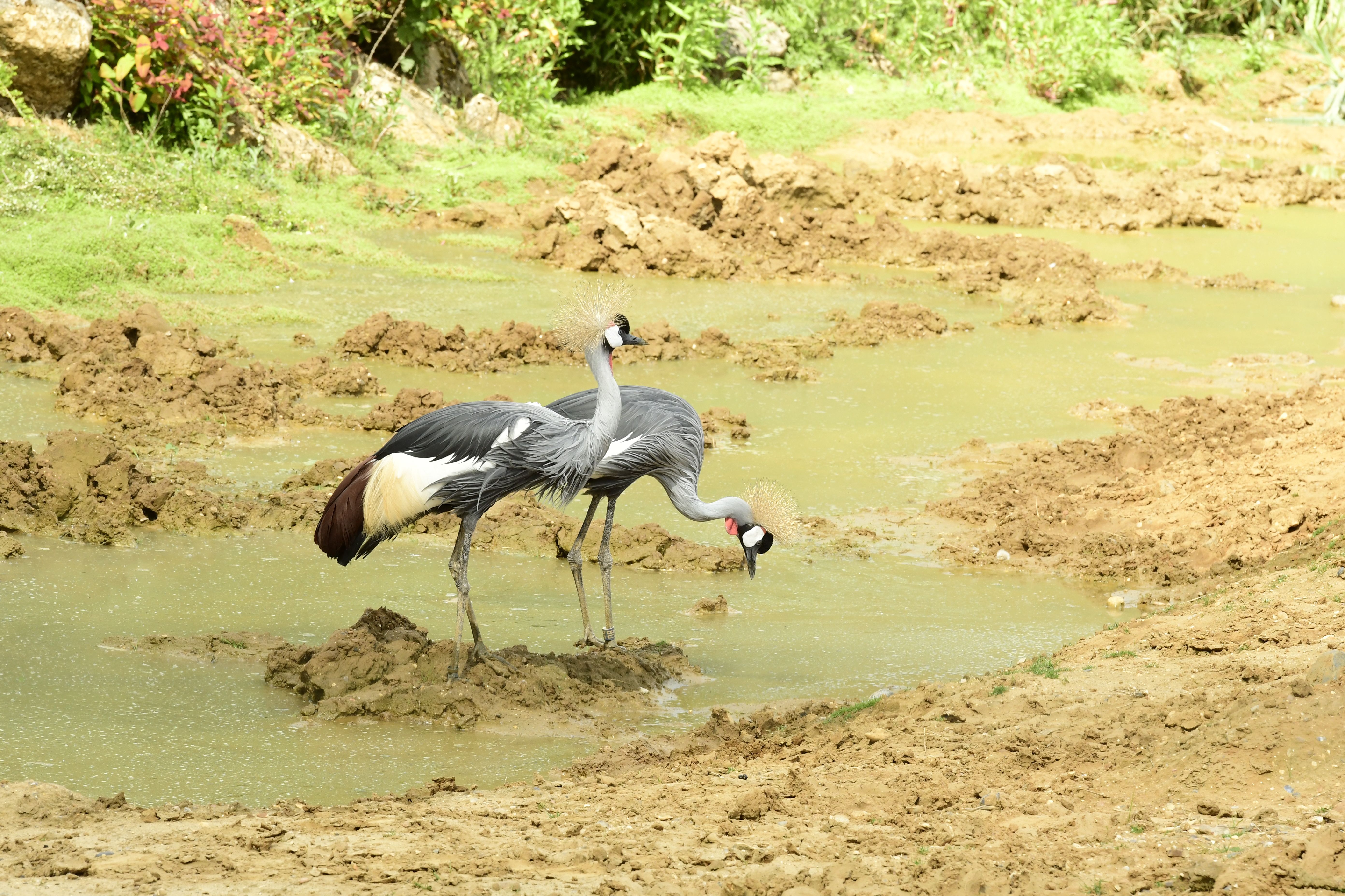 Birds in Mud · Free Stock Photo