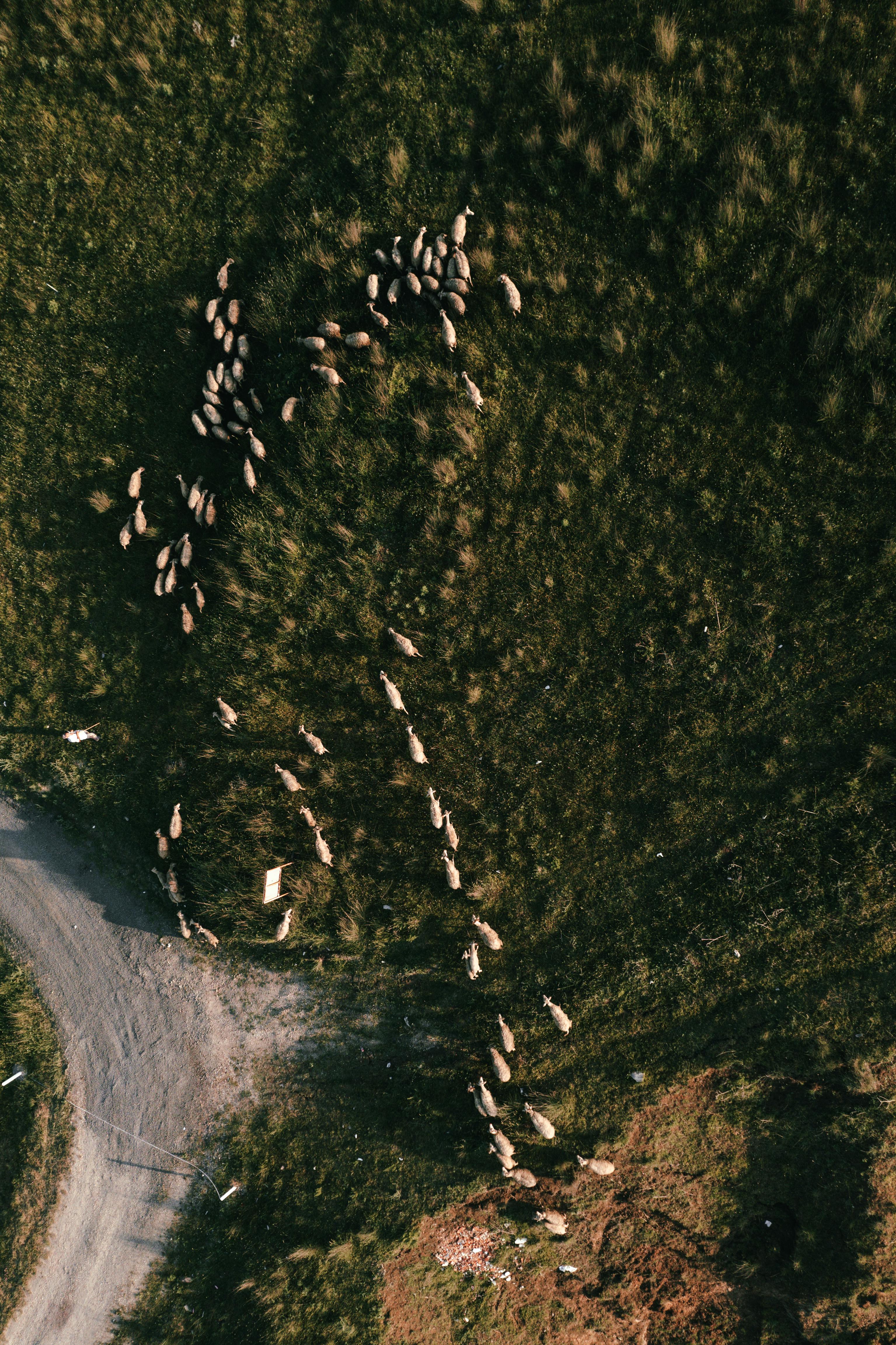 Top View of Flock of Sheep · Free Stock Photo