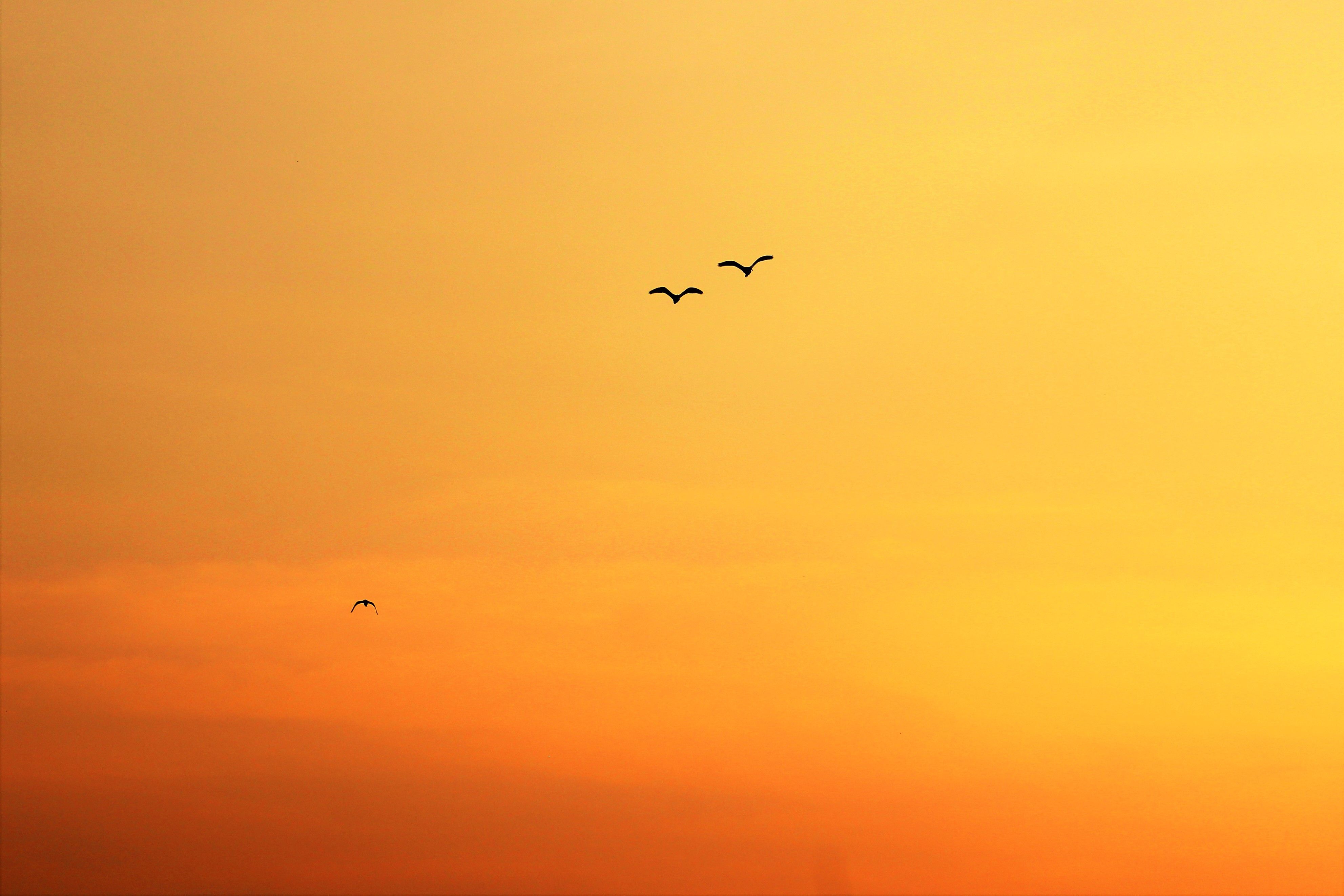 Silhouette of Birds Flying at Dusk · Free Stock Photo