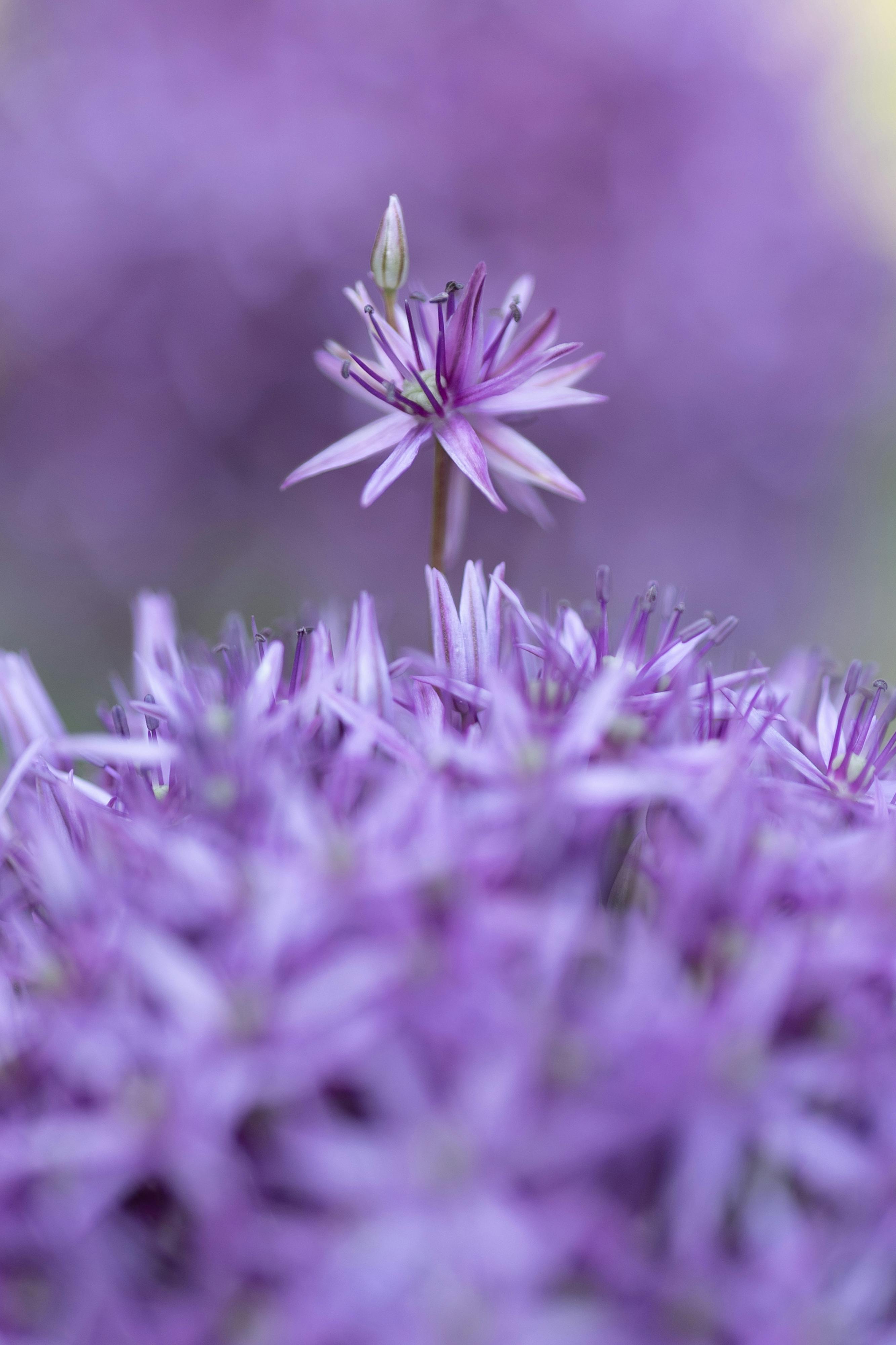 Purple Flowers in Close Up Shot · Free Stock Photo