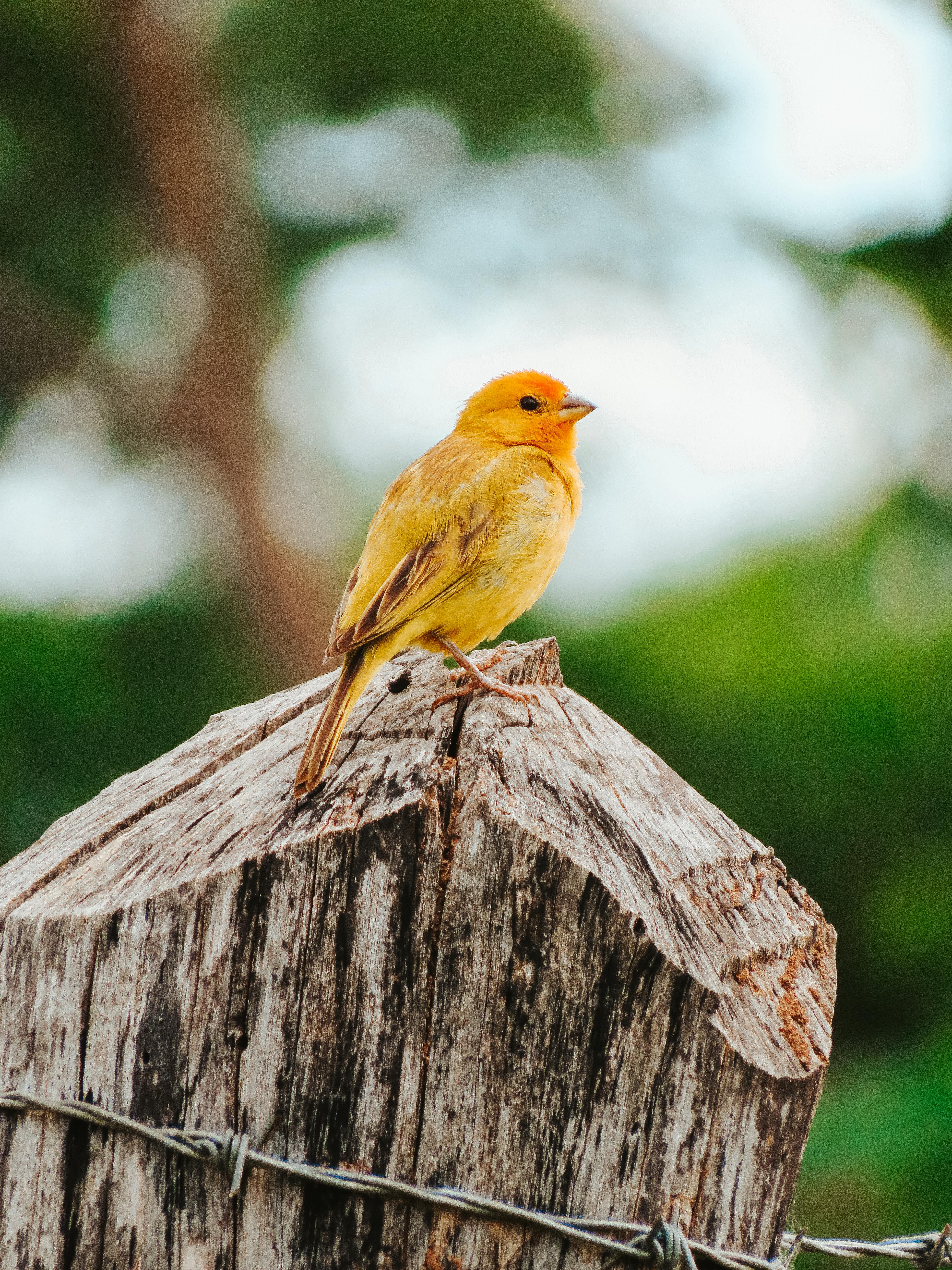 Yellow Finch Photos, Download The BEST Free Yellow Finch Stock Photos ...