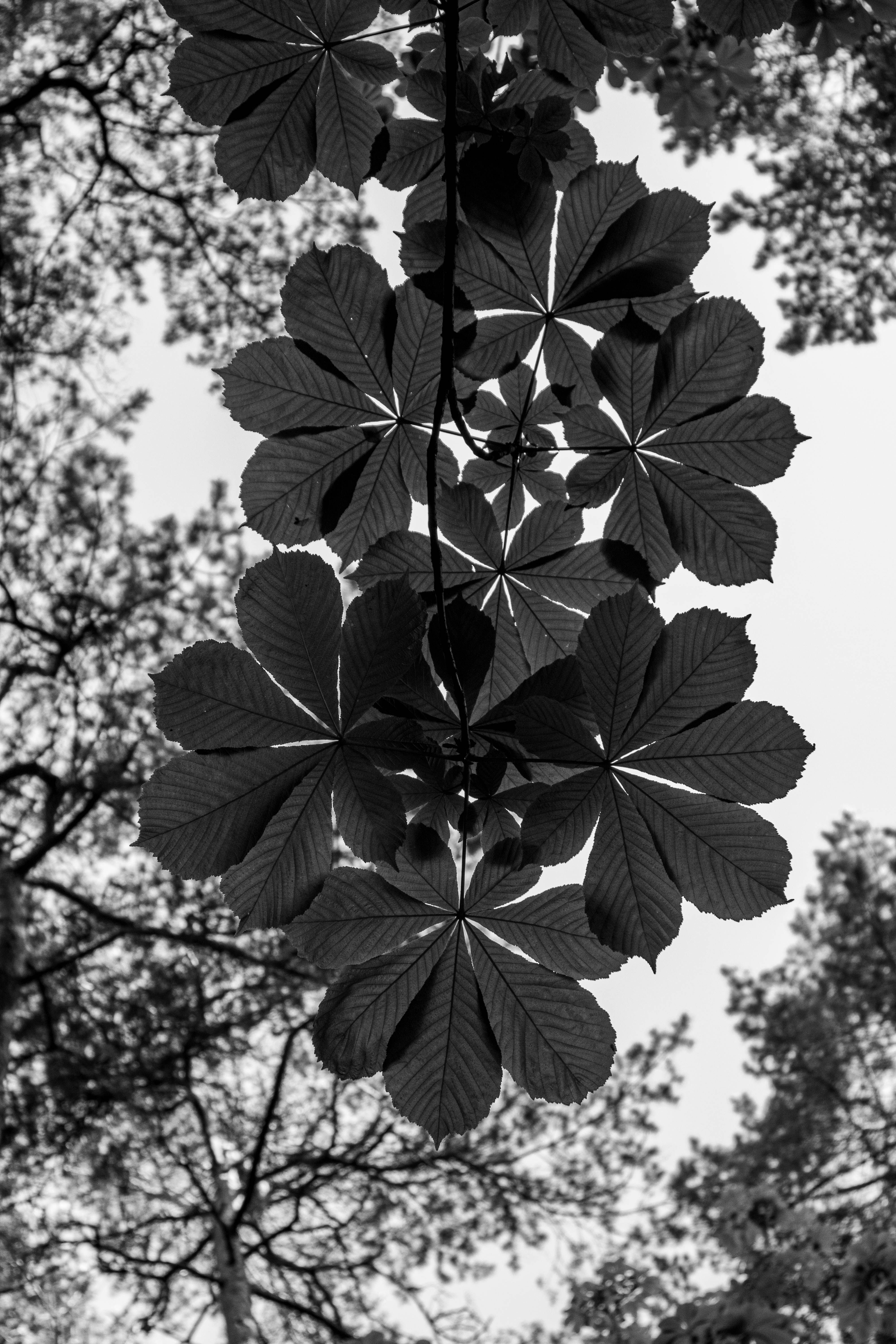 Grayscale Photo of Leaves · Free Stock Photo