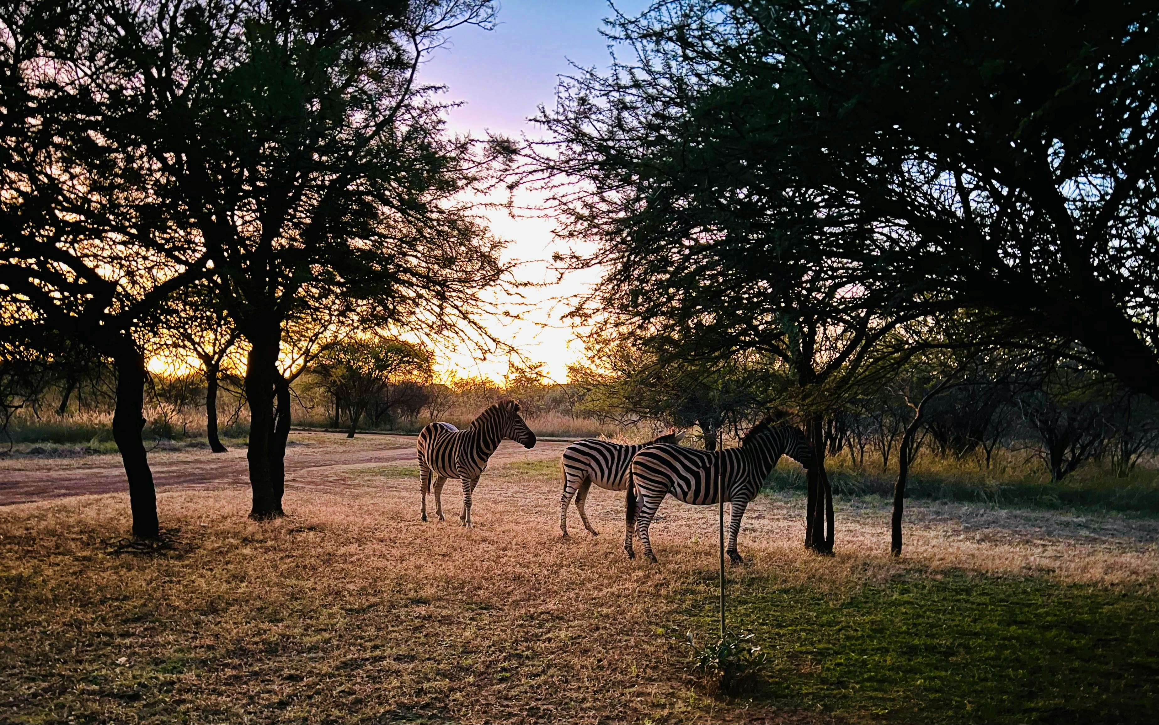 Three Zebras Standing near Trees · Free Stock Photo