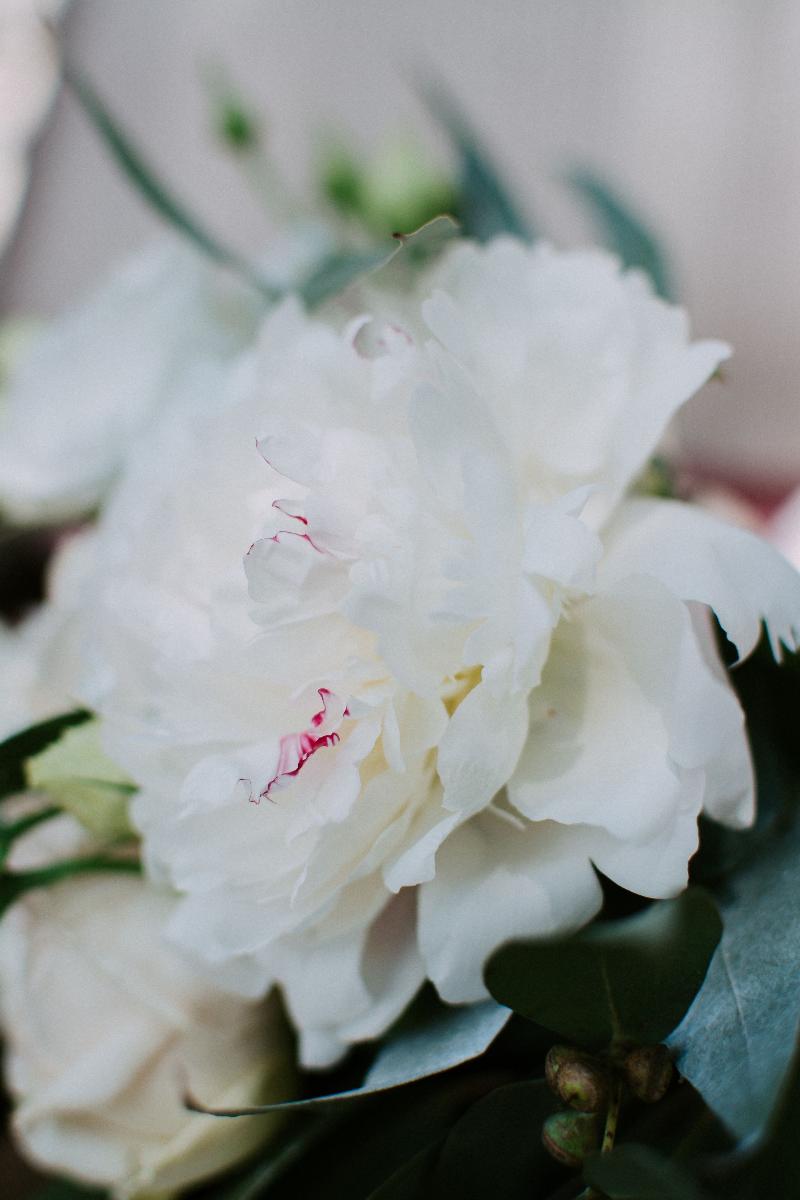 A Close-Up Shot of a Jasmine Flower · Free Stock Photo