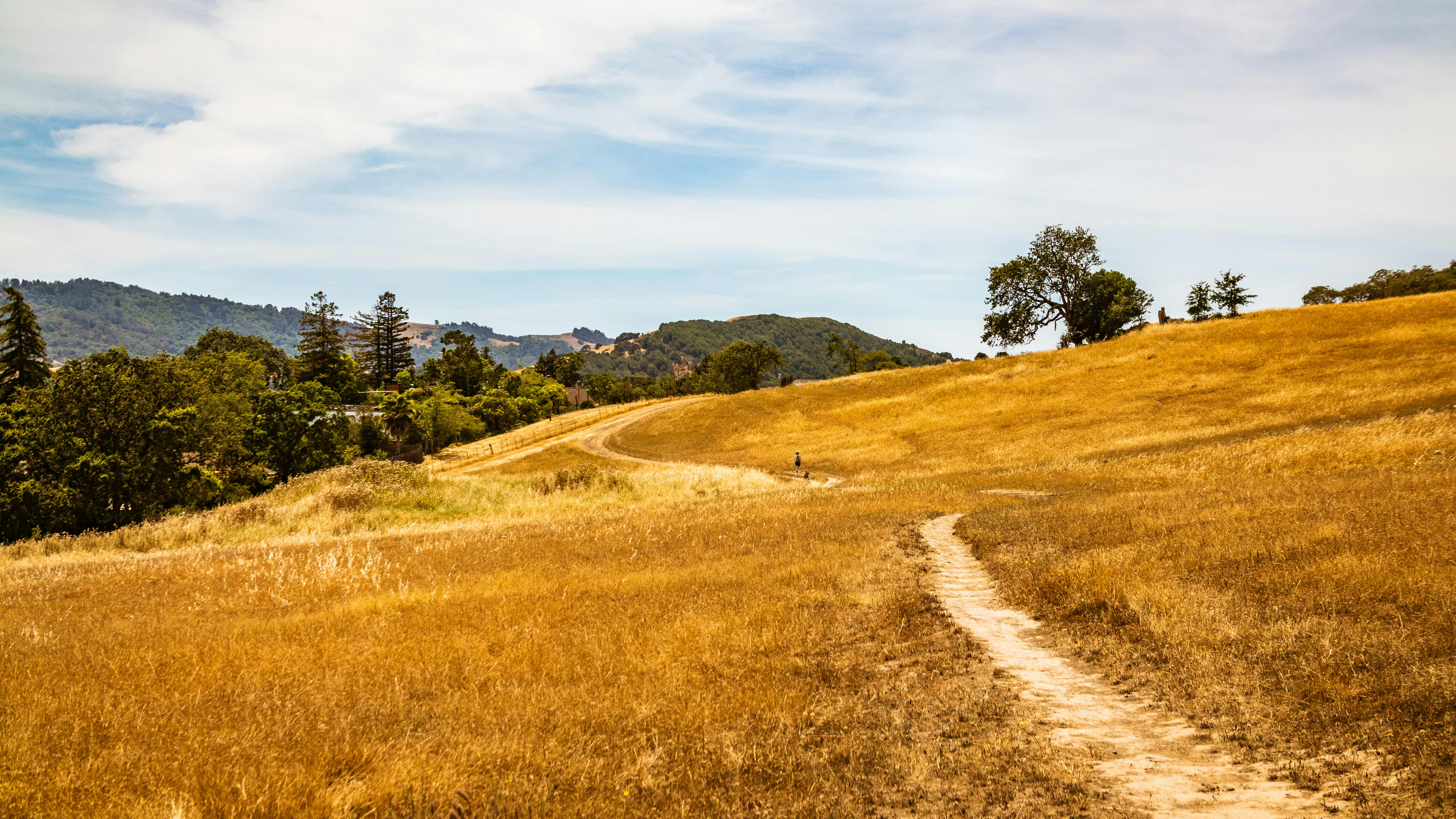 A Field of Brown Grass · Free Stock Photo