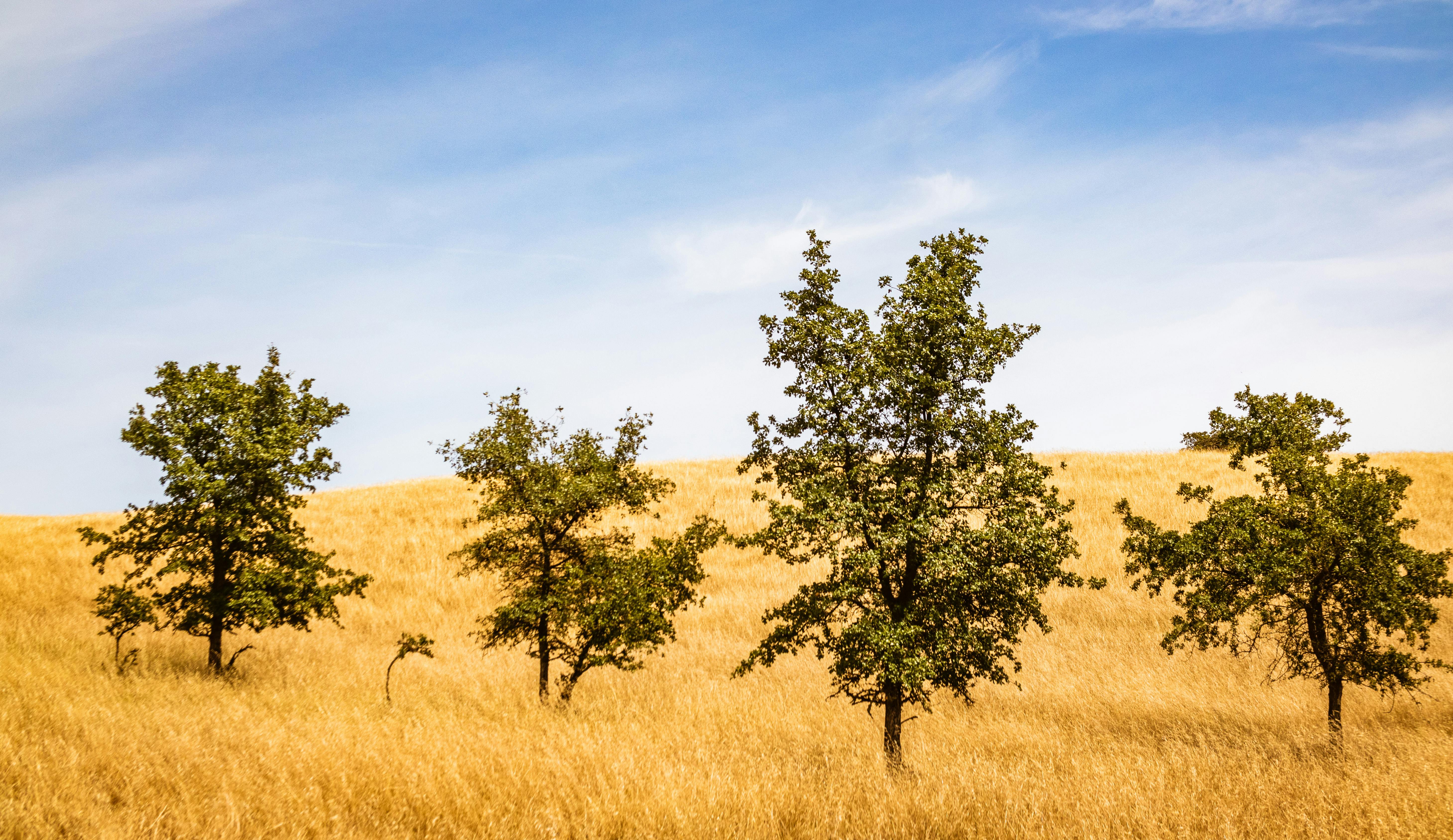 Green Trees on Grass Field · Free Stock Photo