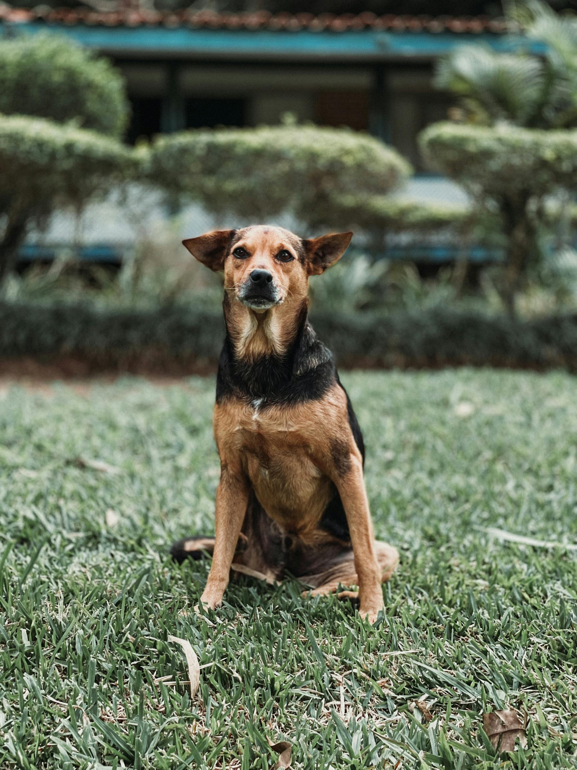 Chained Dog and Puppy on Yard · Free Stock Photo