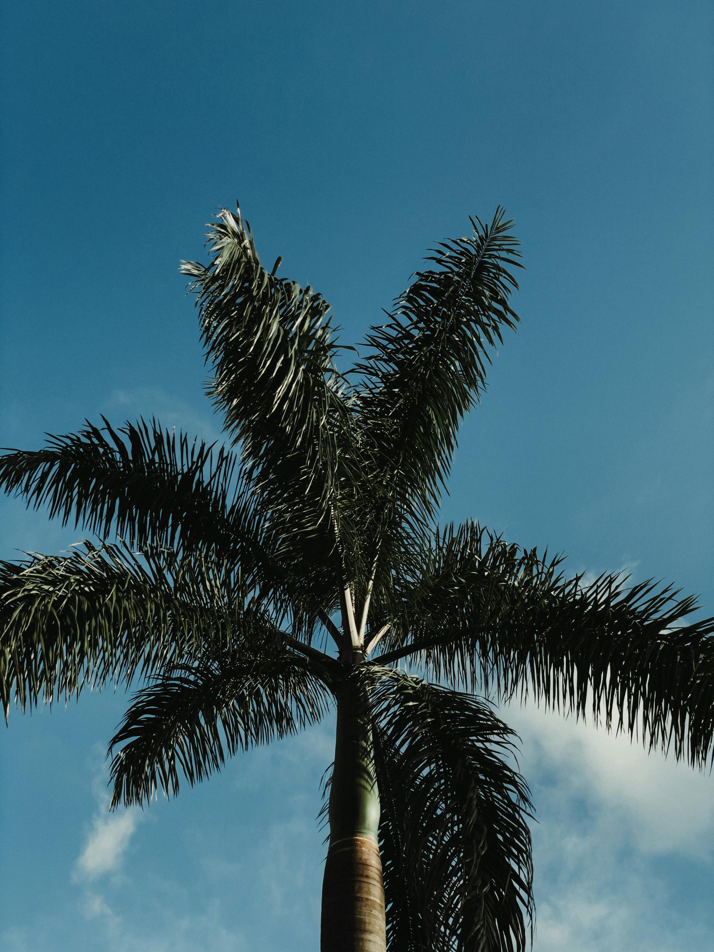 Leaves of Palm Tree · Free Stock Photo