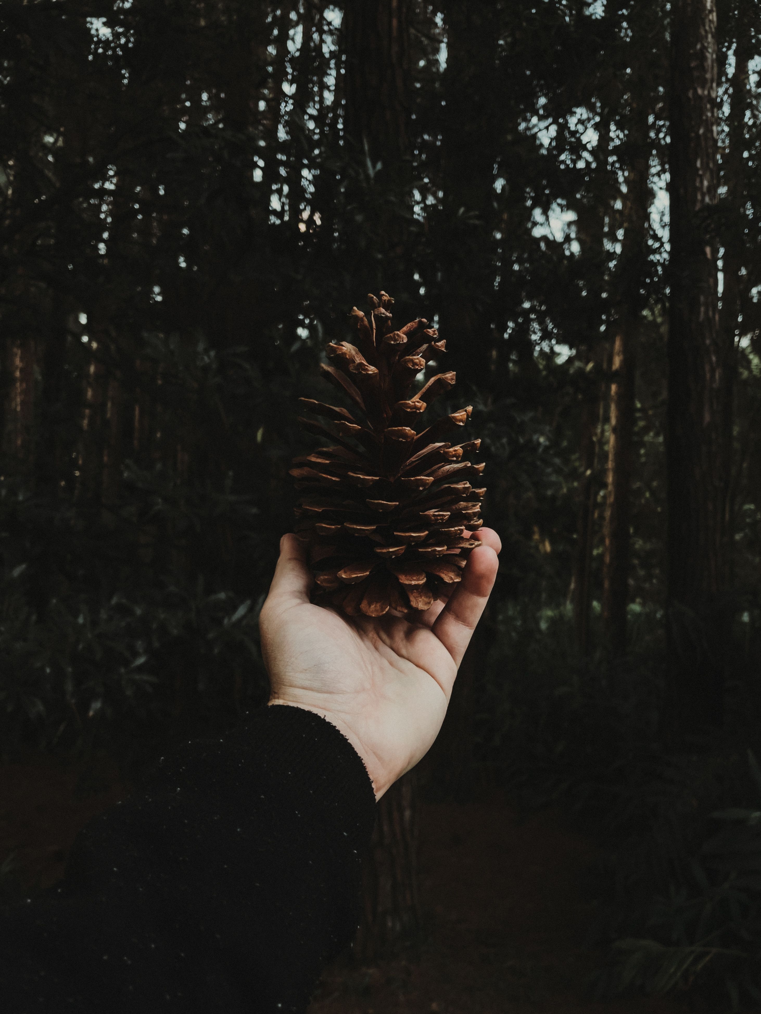 Person Holding a Green Fern Leaf · Free Stock Photo