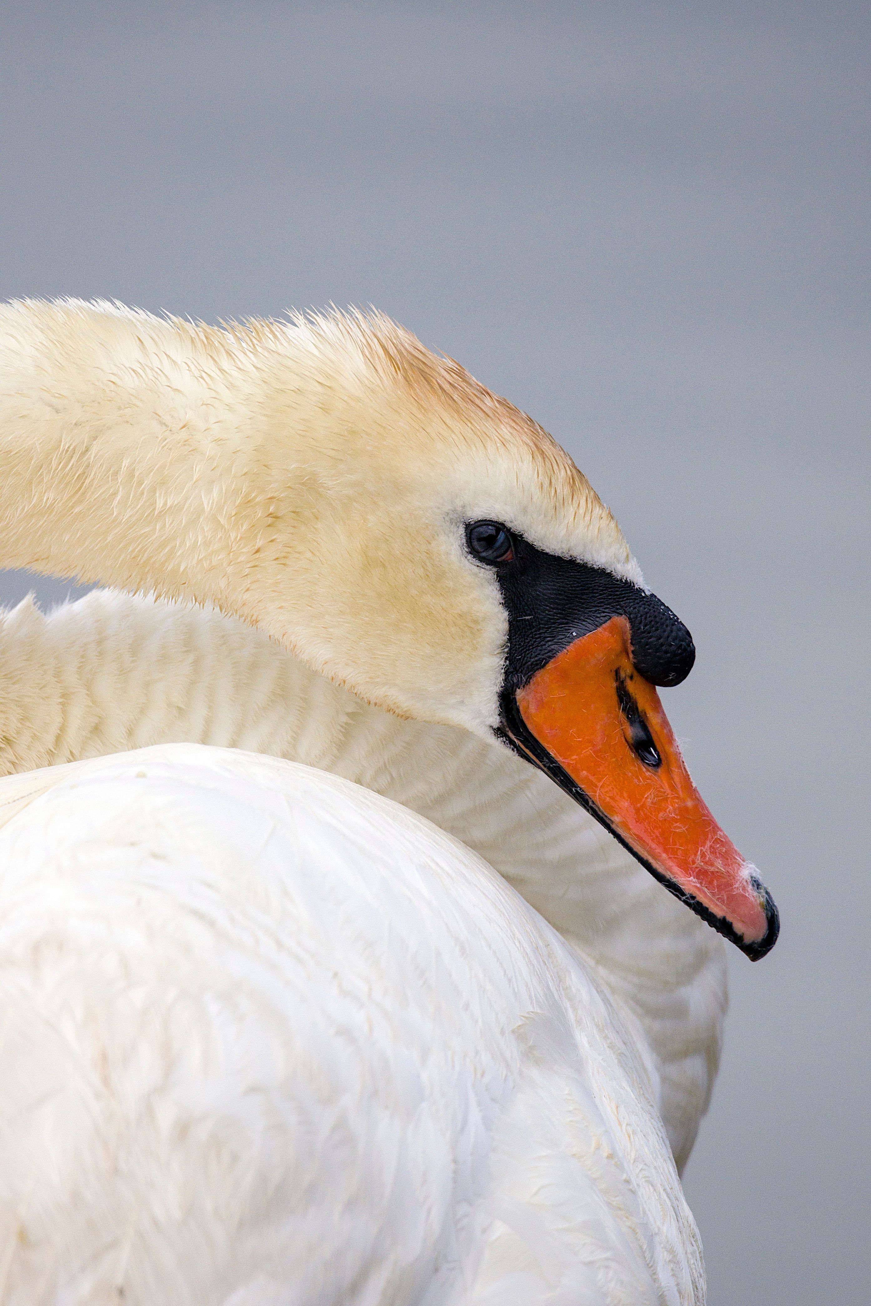White Swan Lying on Green Grass Field · Free Stock Photo