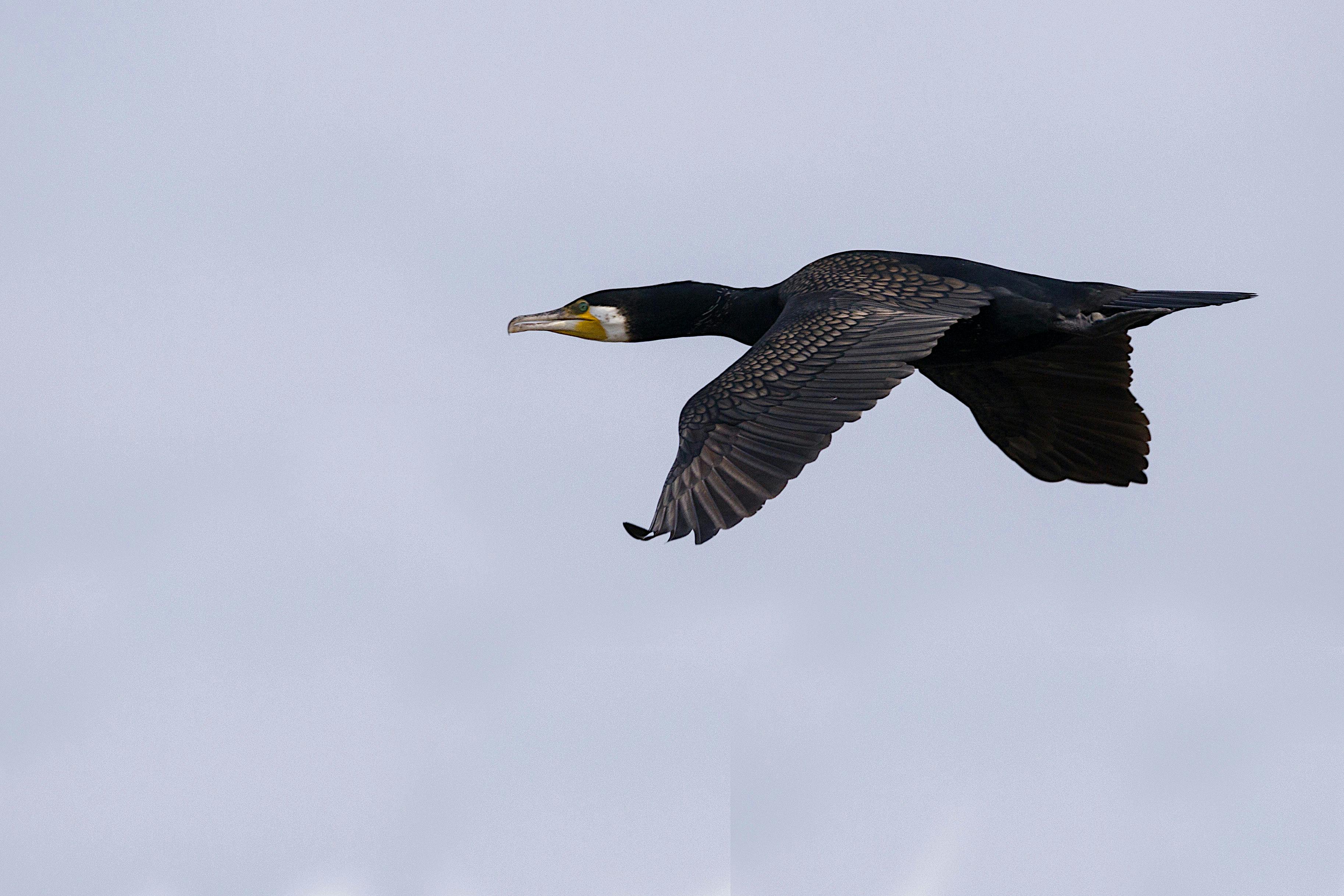 Photo of a Black Bird Flying · Free Stock Photo