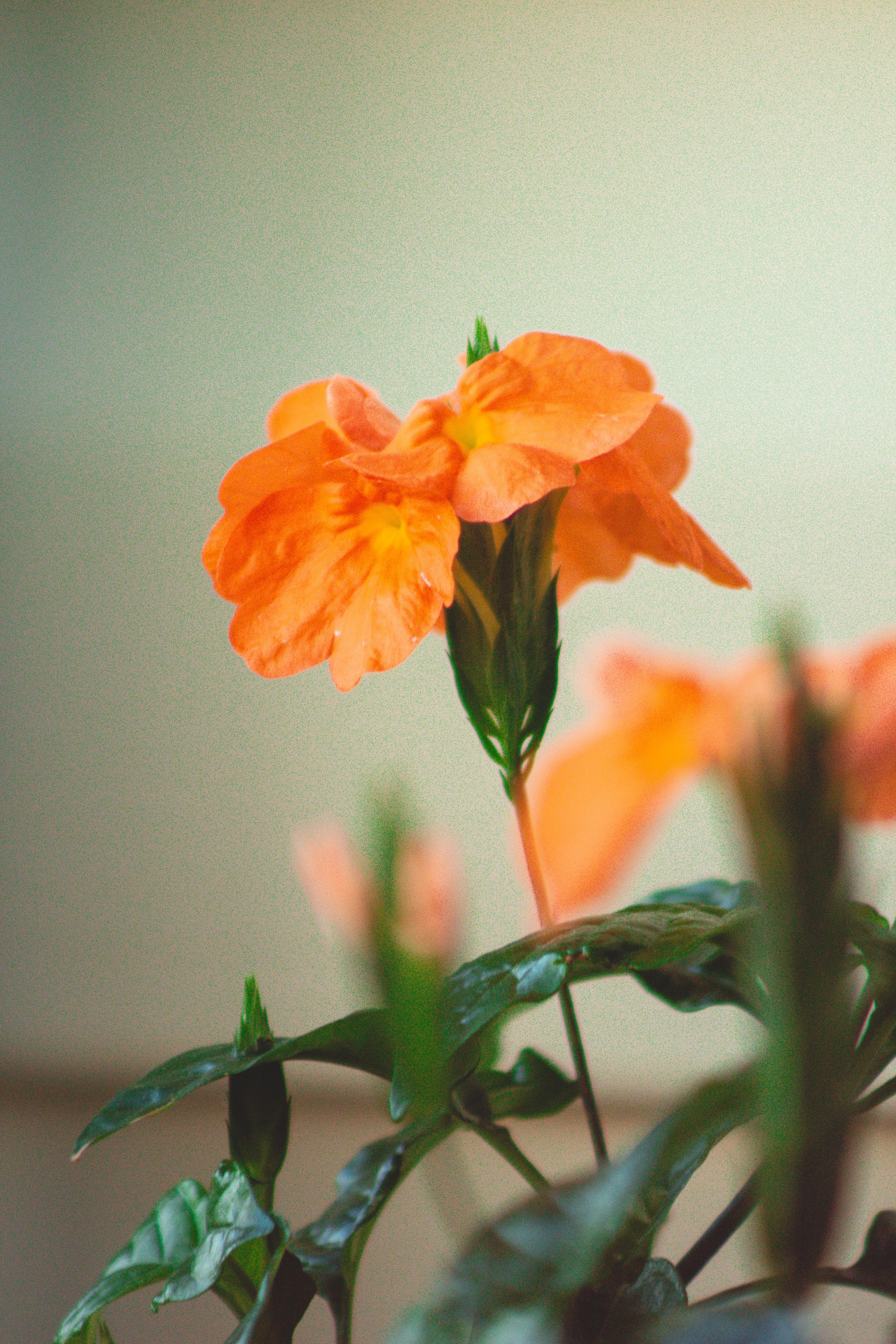 Close-Up Shot of Crossandra Infundibuliformis · Free Stock Photo