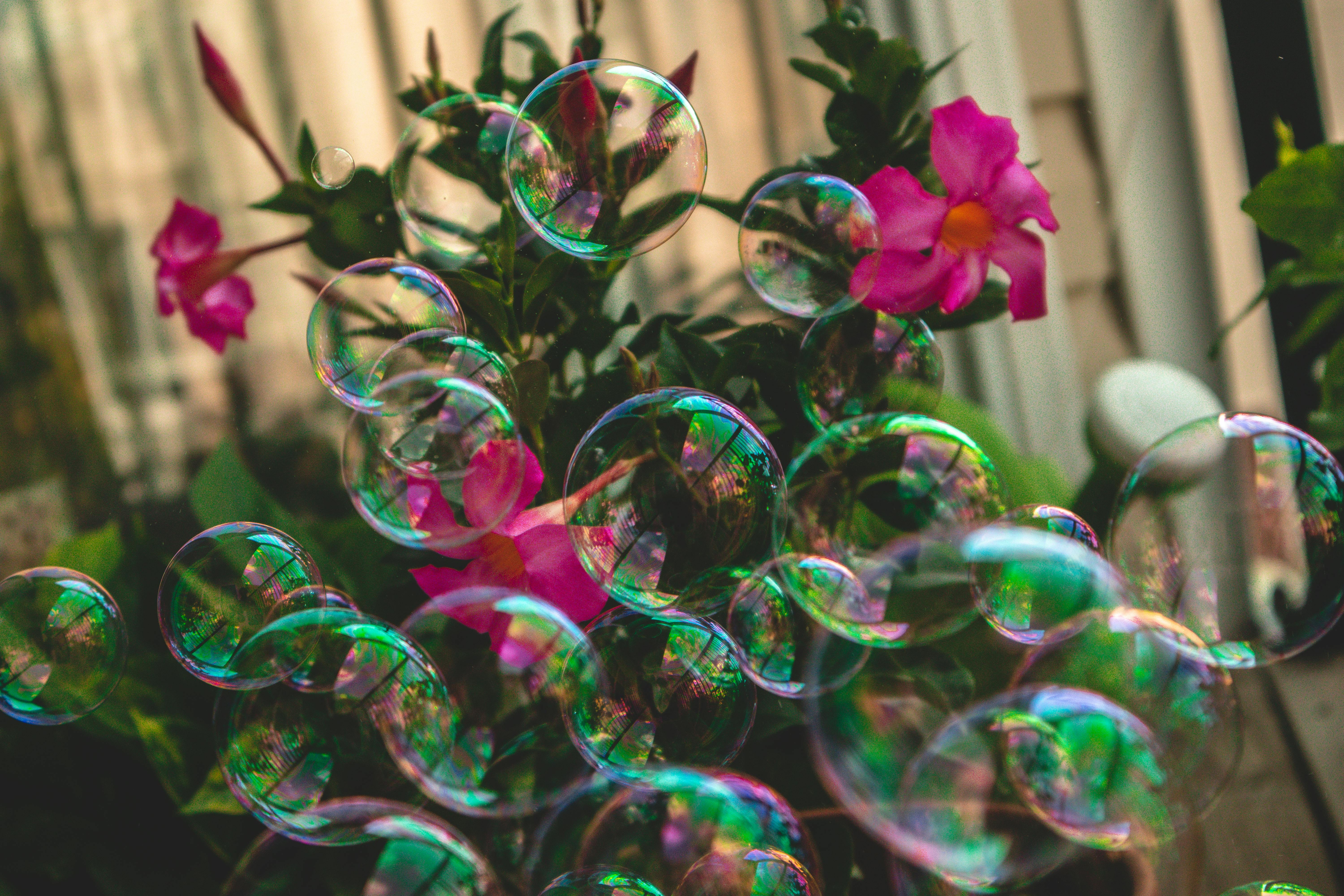 Bubbles on Green Plant · Free Stock Photo