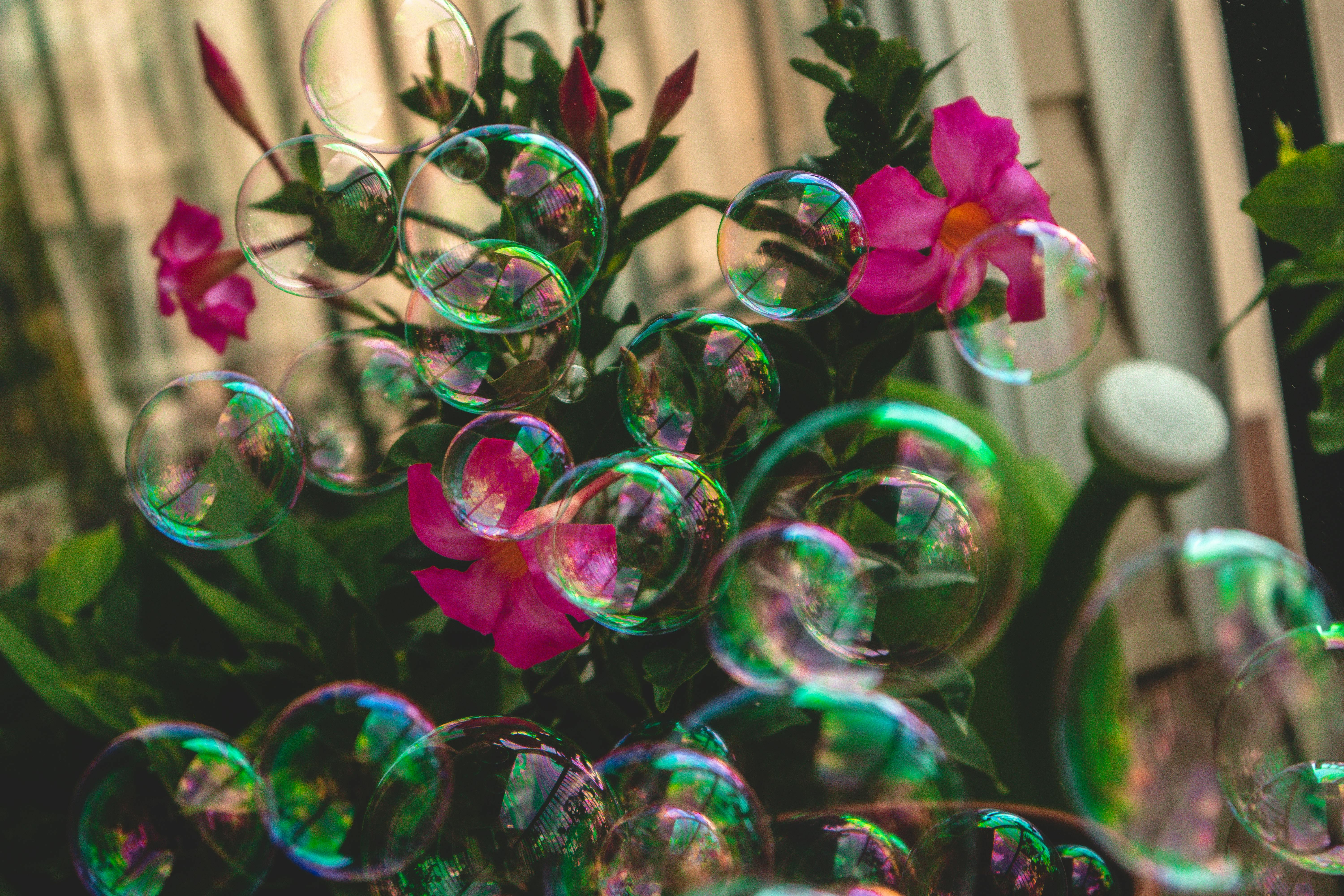 Soap Bubbles in Close Up Shot · Free Stock Photo