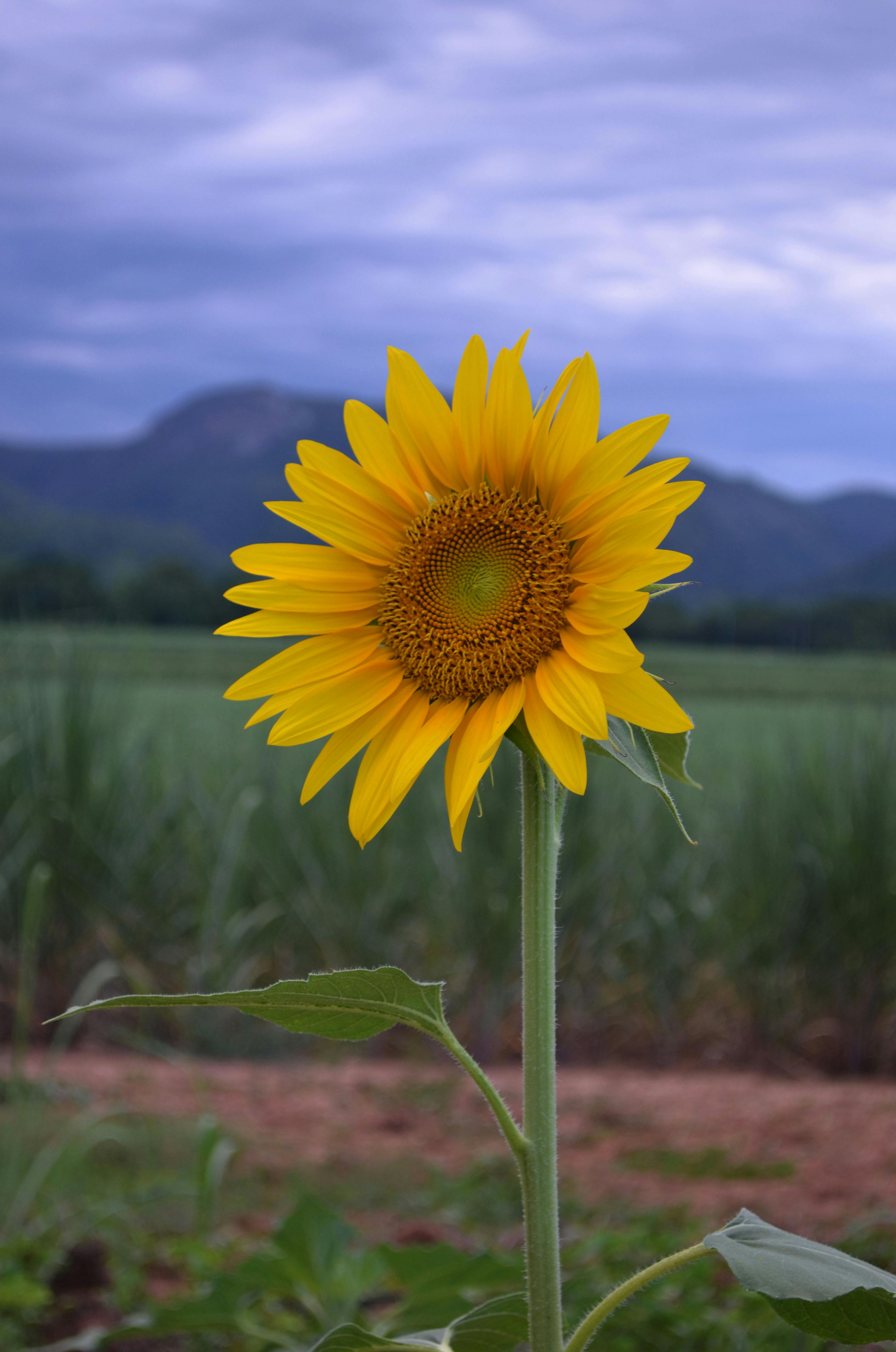 A Blooming Sunflower · Free Stock Photo