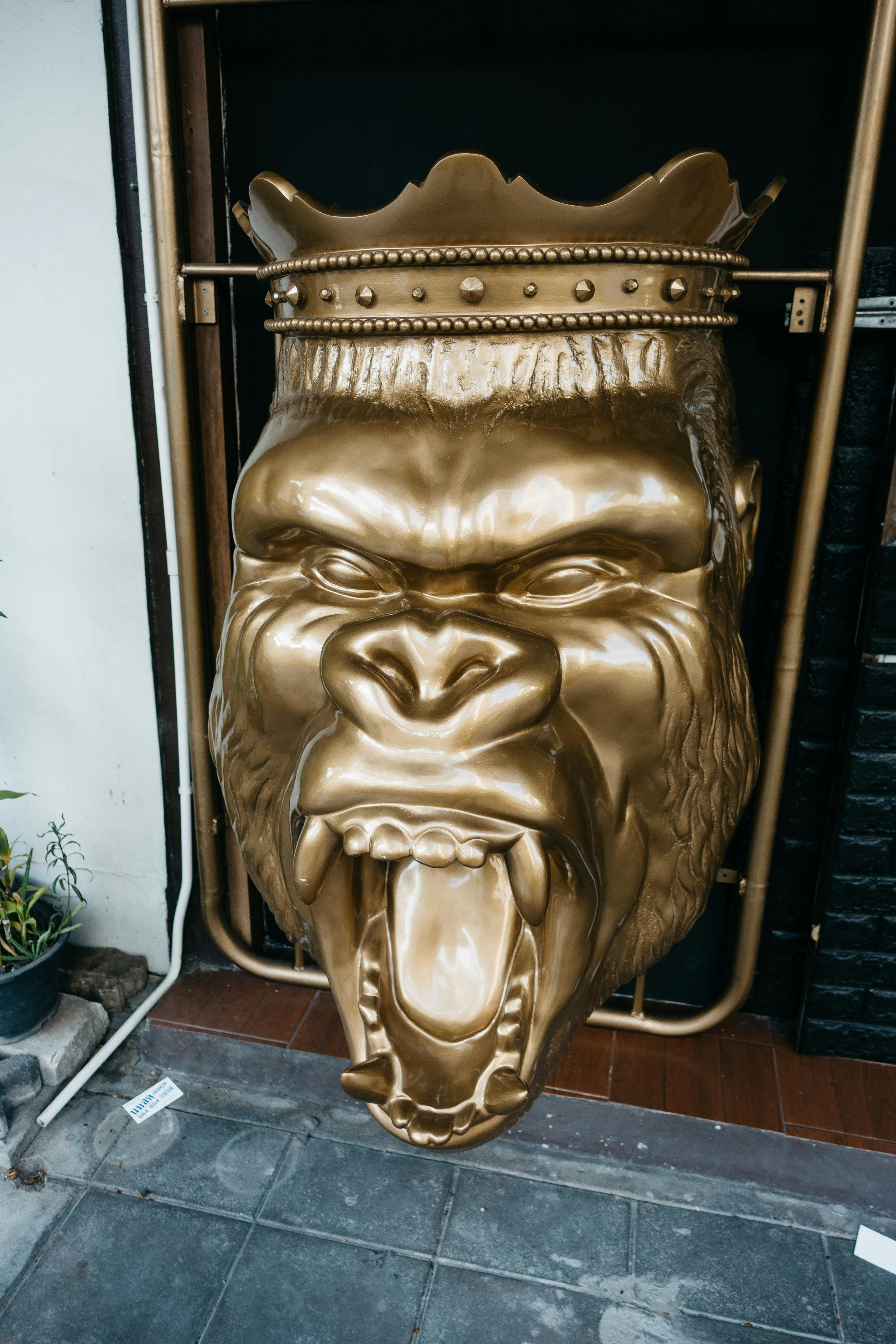 Age Ape Animal Photos, Download The BEST Free Age Ape Animal Stock ...