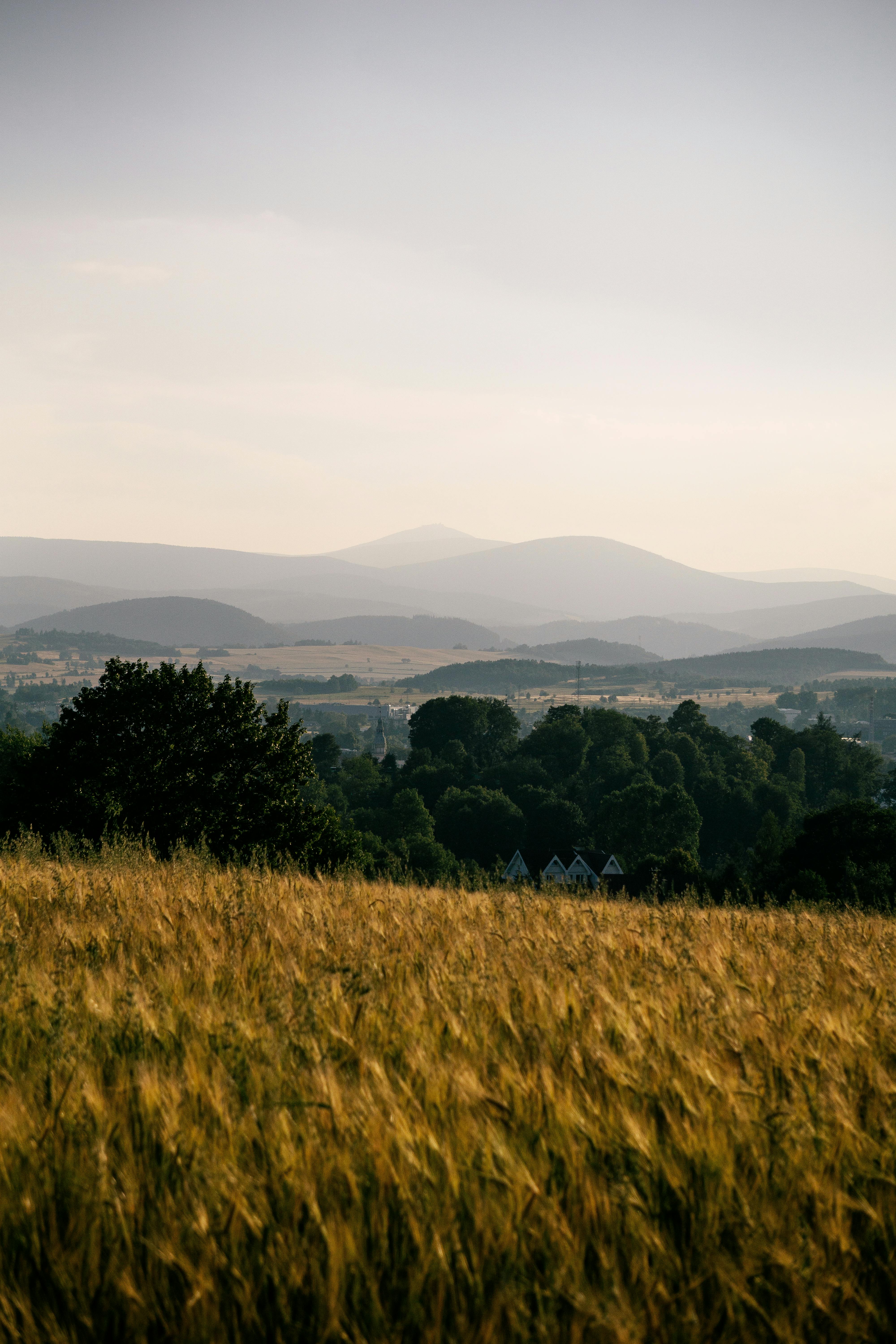 Green Field · Free Stock Photo