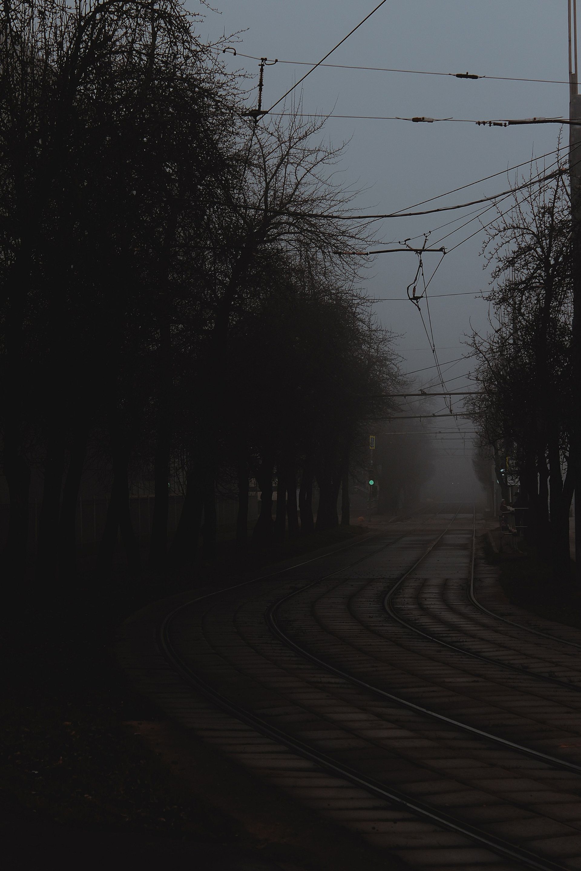 Silhouette of Leafless Trees on Foggy Street · Free Stock Photo